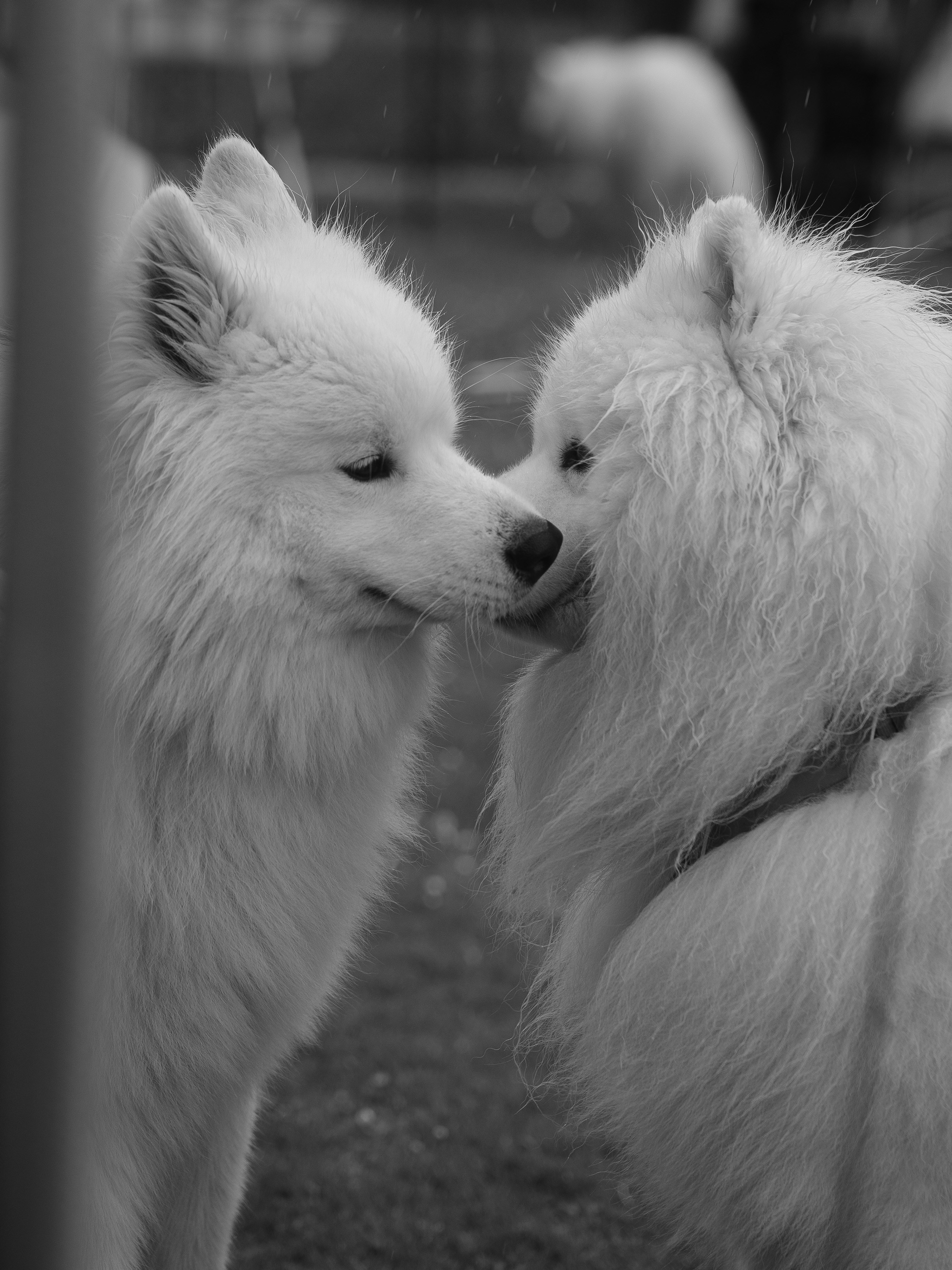 Whispered Affection: Two Arctic Companions Share a Quiet Moment