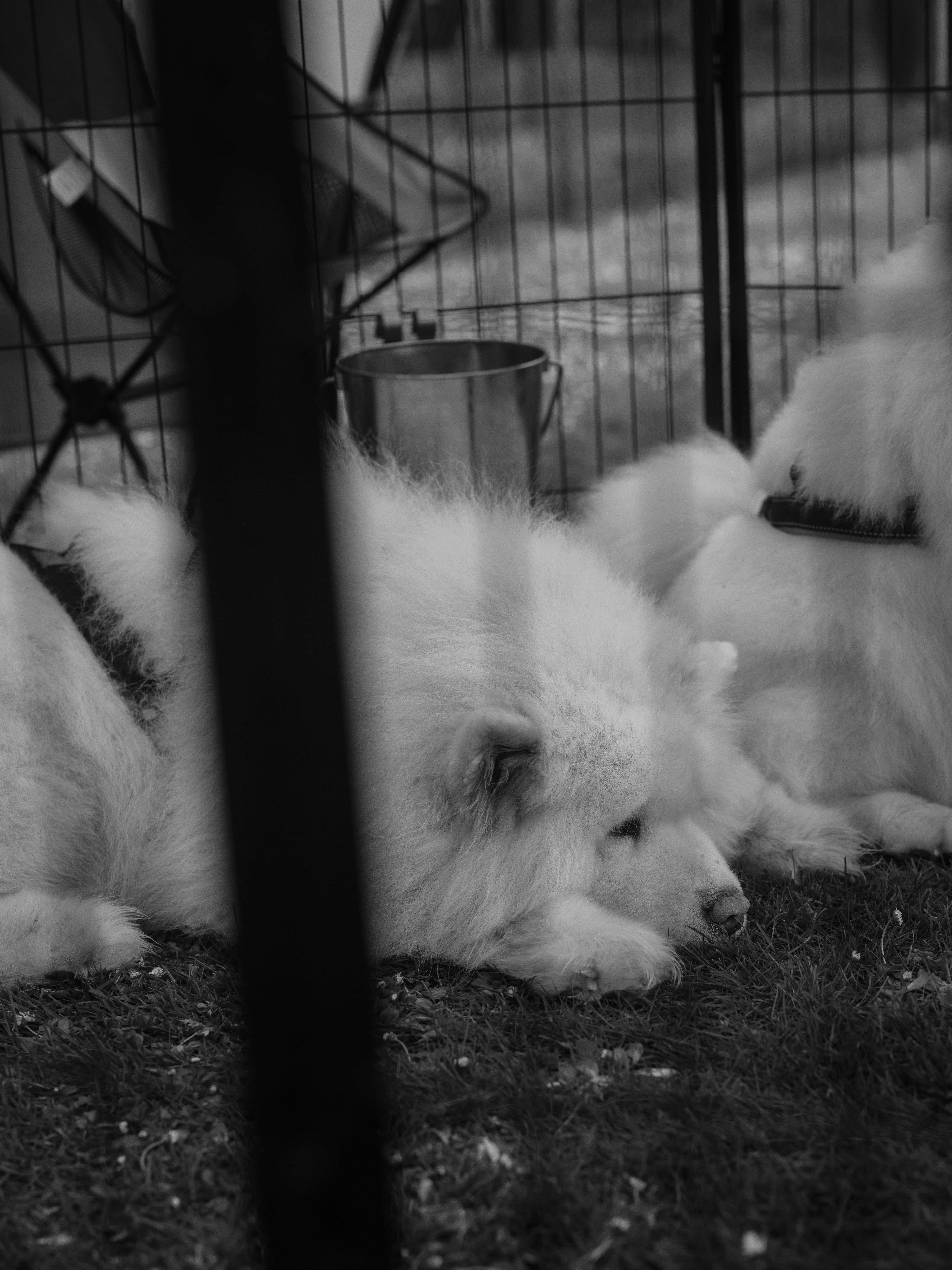 Slumbering Huskies in a Covert Canvass of Fences and Frost