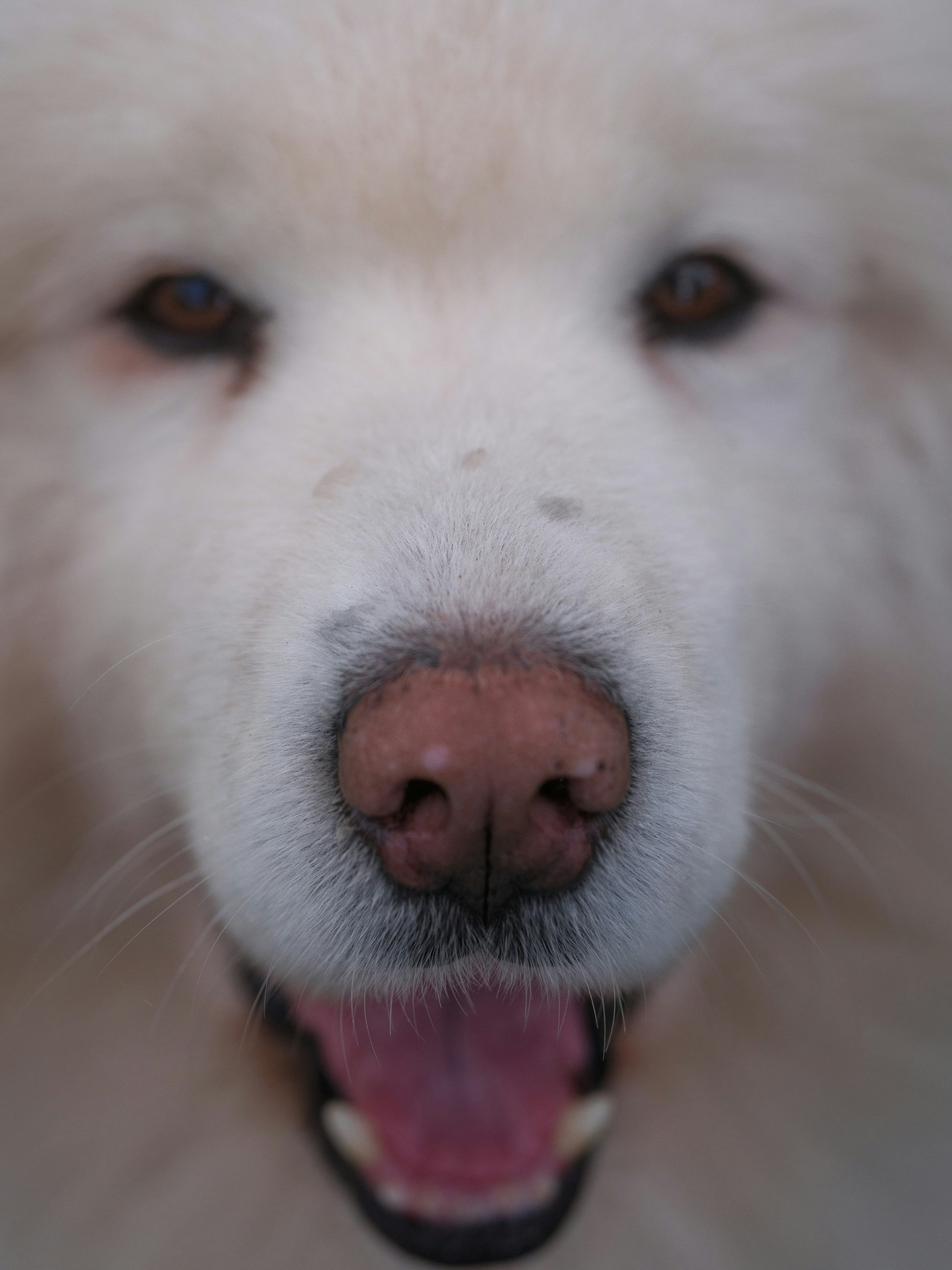 Close-Up of a White Shepherd's Gentle Grin and Nose