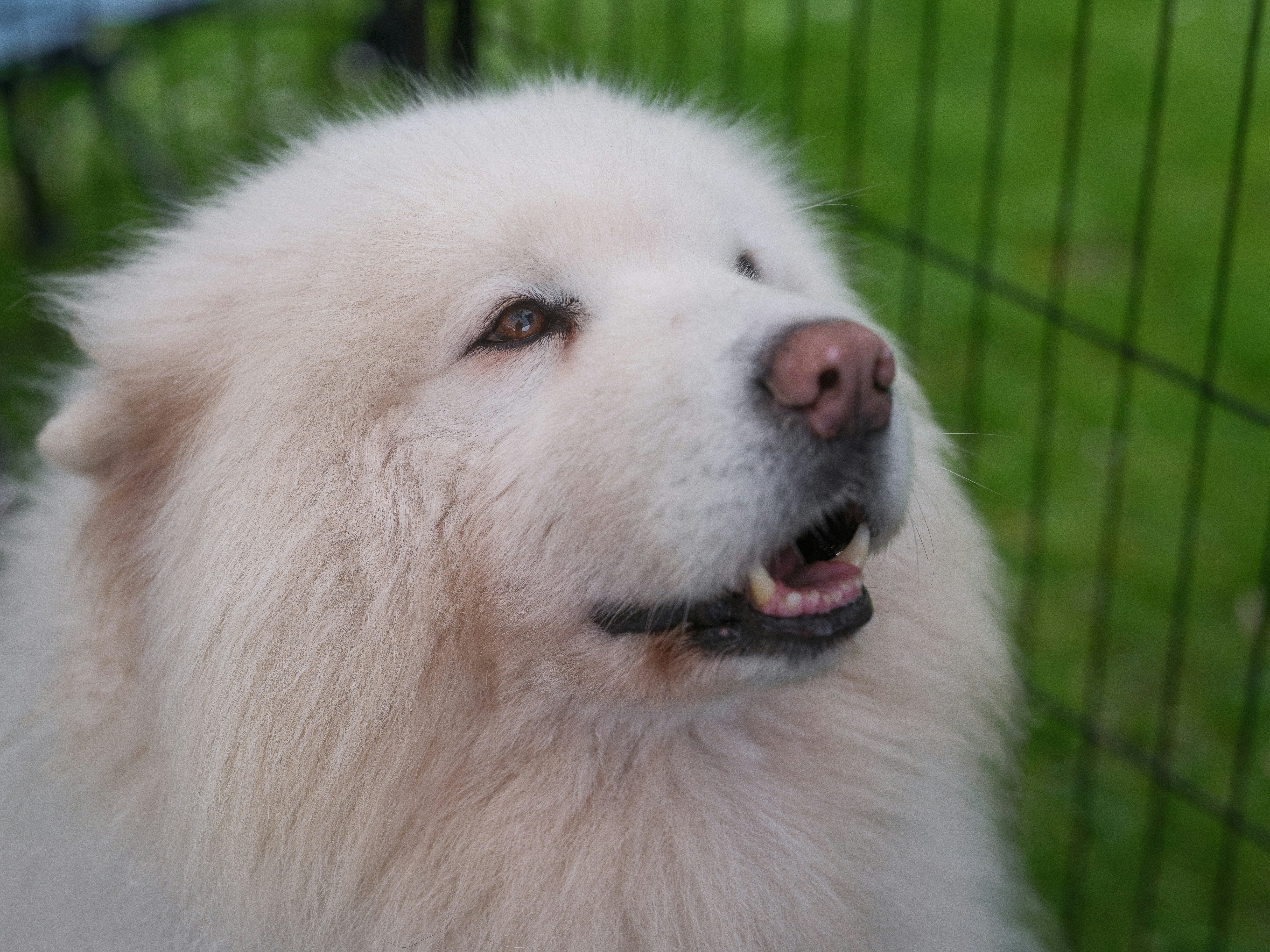 Gentle Giant: Close-Up of a White Fluff in a Fenced Yard