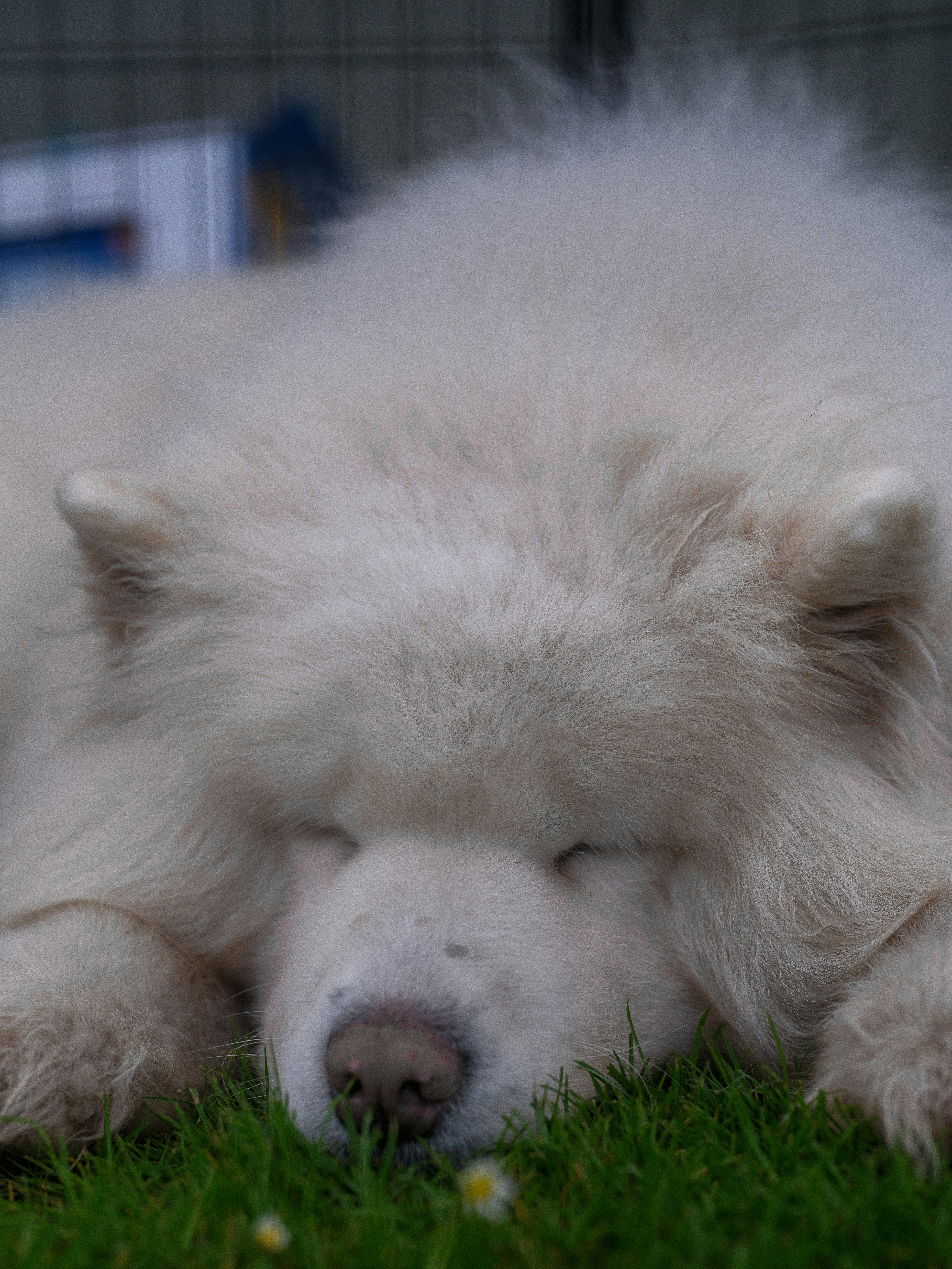 Snowy Slumber: A White Guardian Resting in the Grass