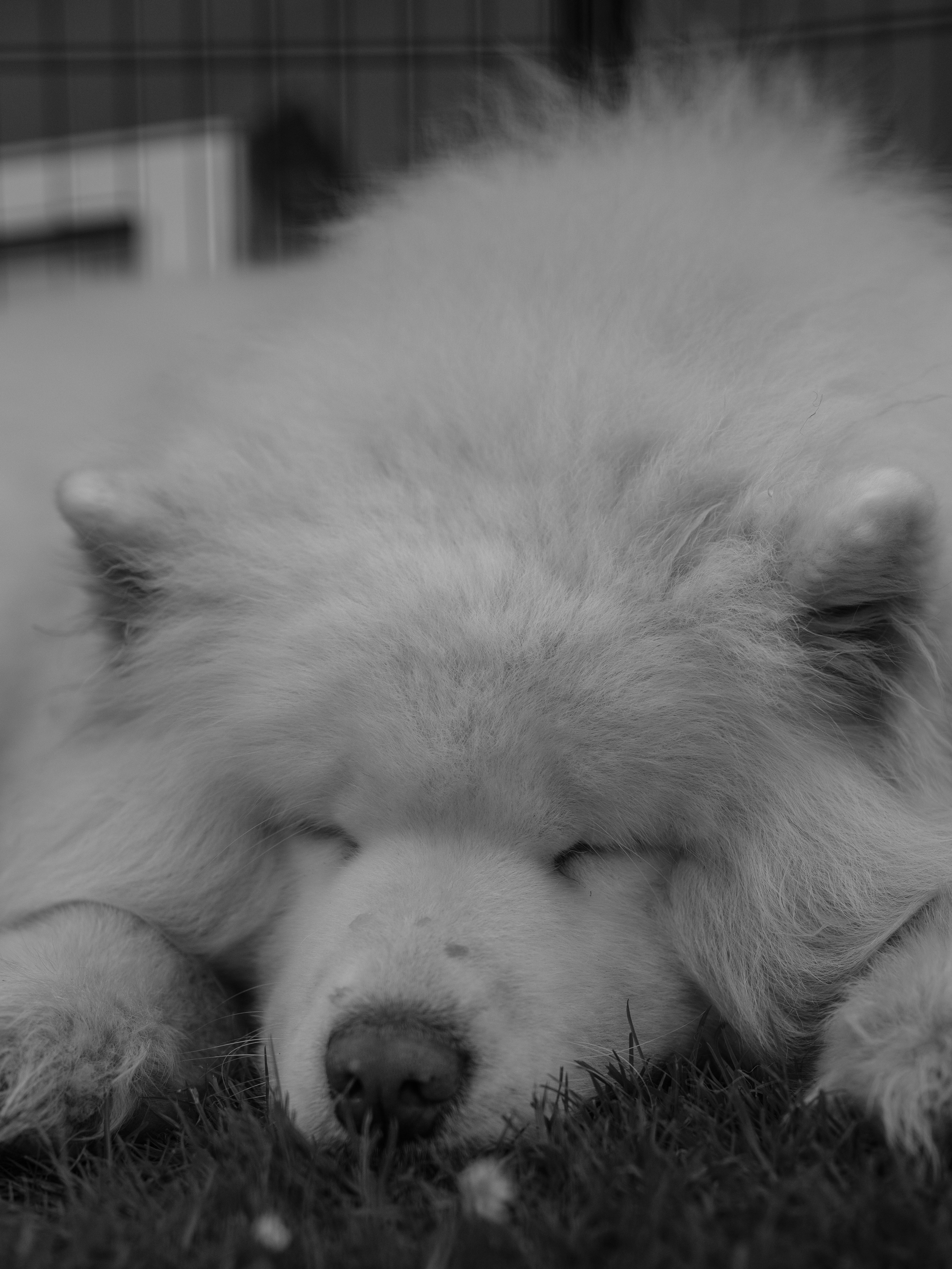 Peace in the Paws: Slumbering Fluff in a Quiet Yard