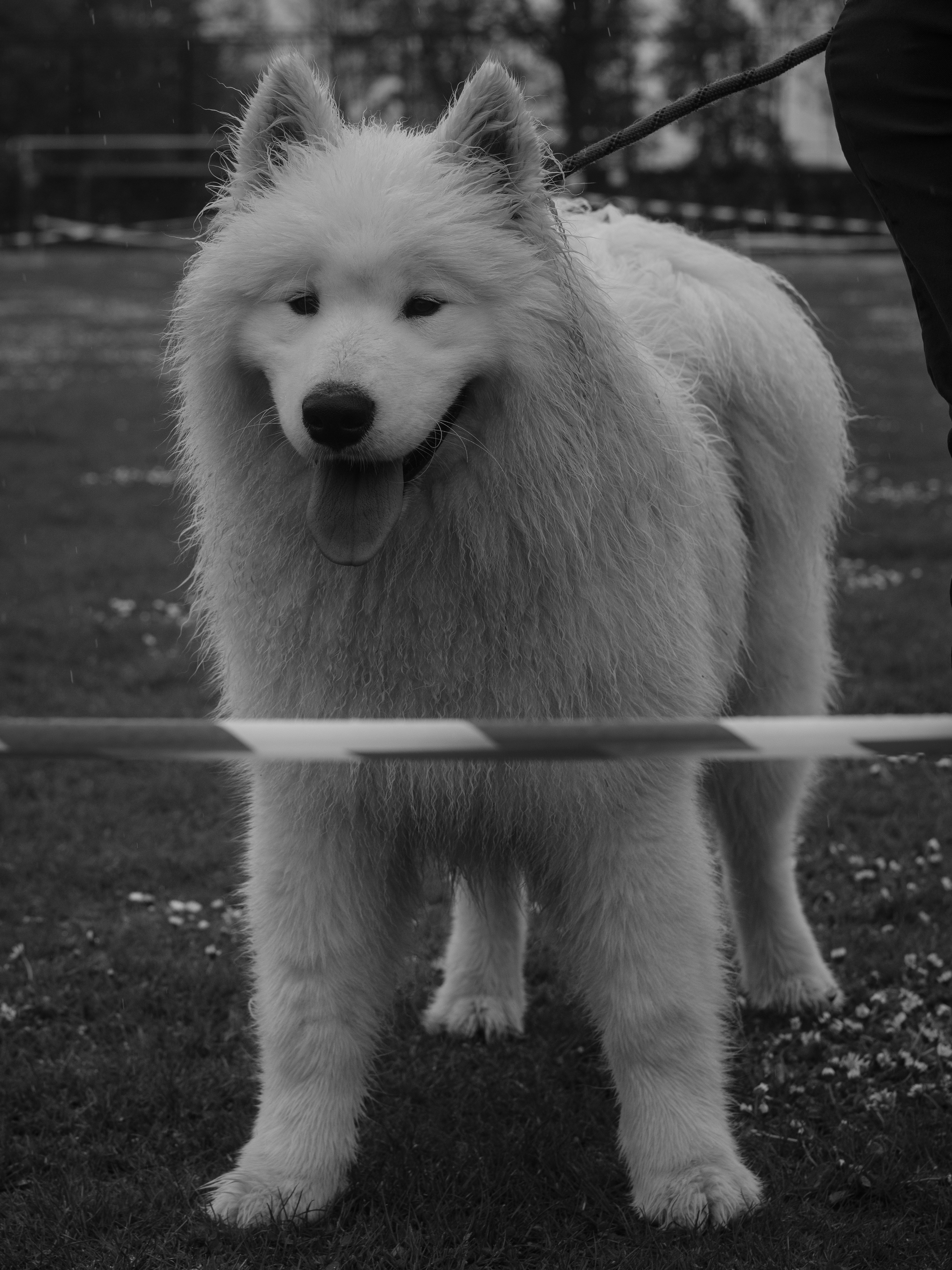 Quiet Confidence: A fluffy white dog at ease behind a barrier