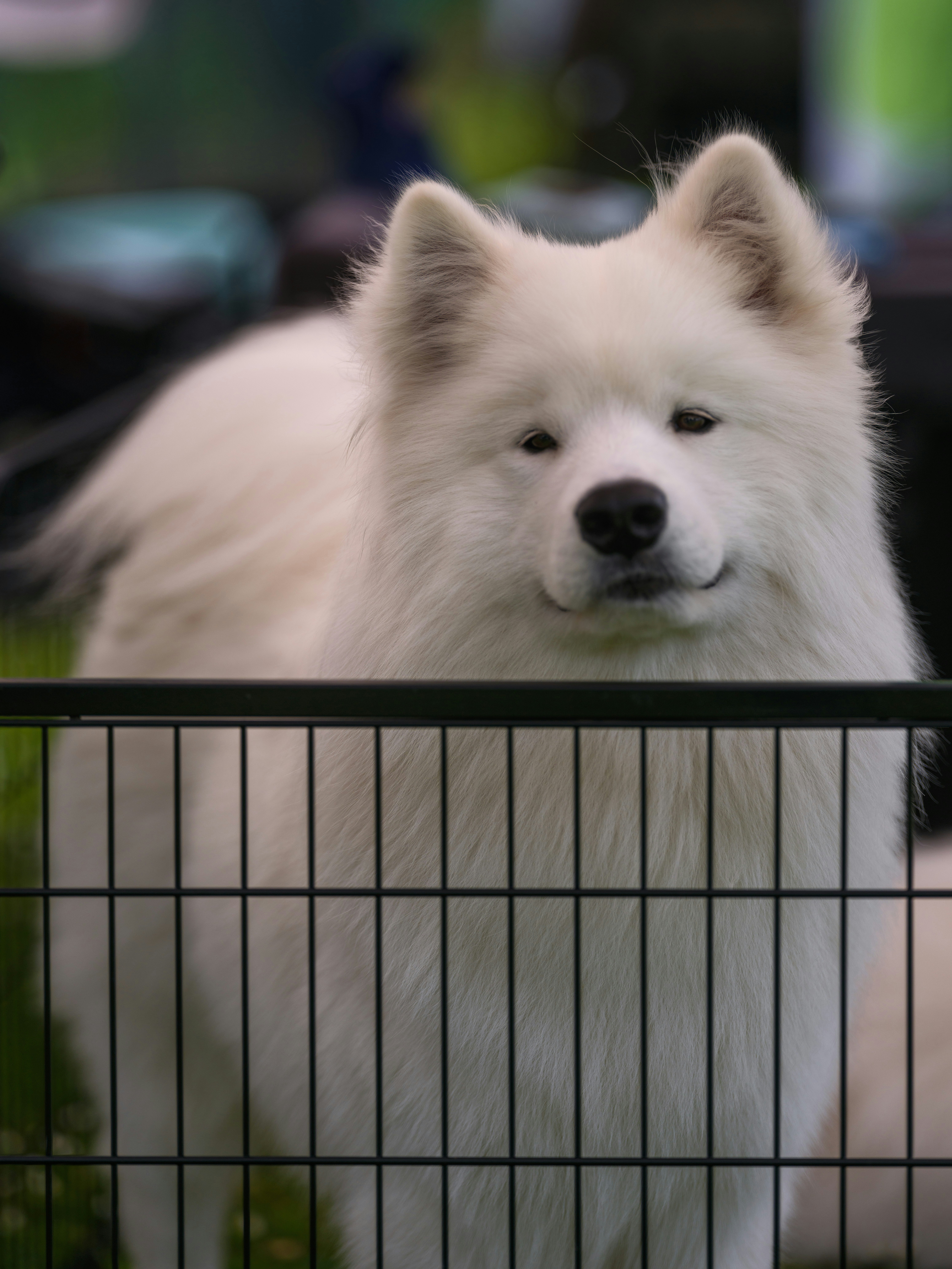 White guardian behind the grid: a serene Samoyed at play
