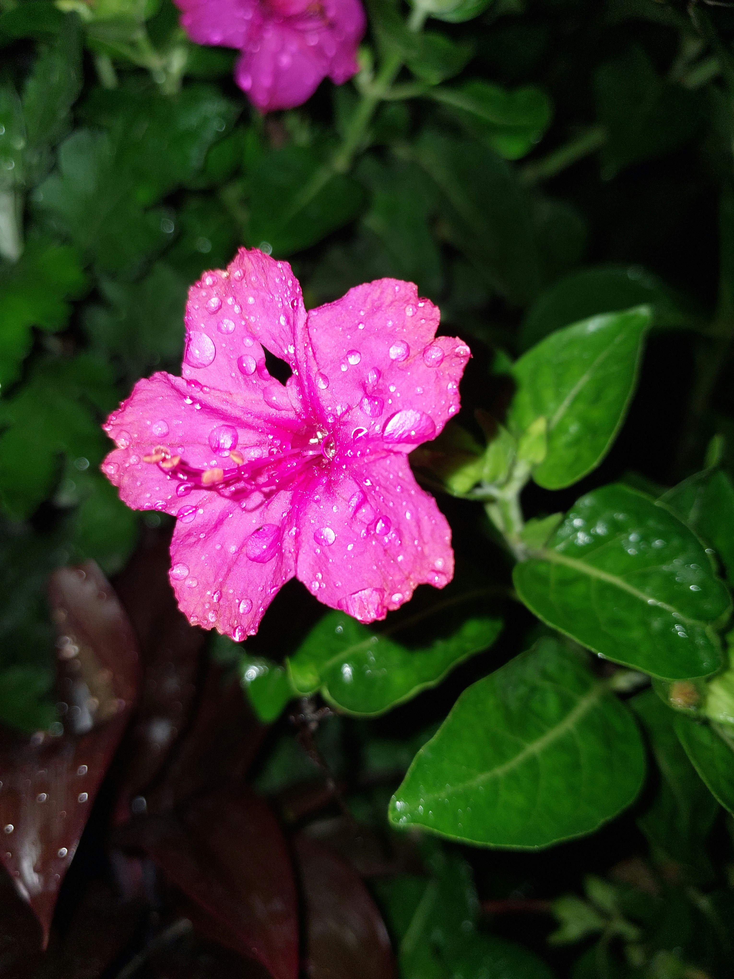 Pink garden bloom under dew-dotted nightlight