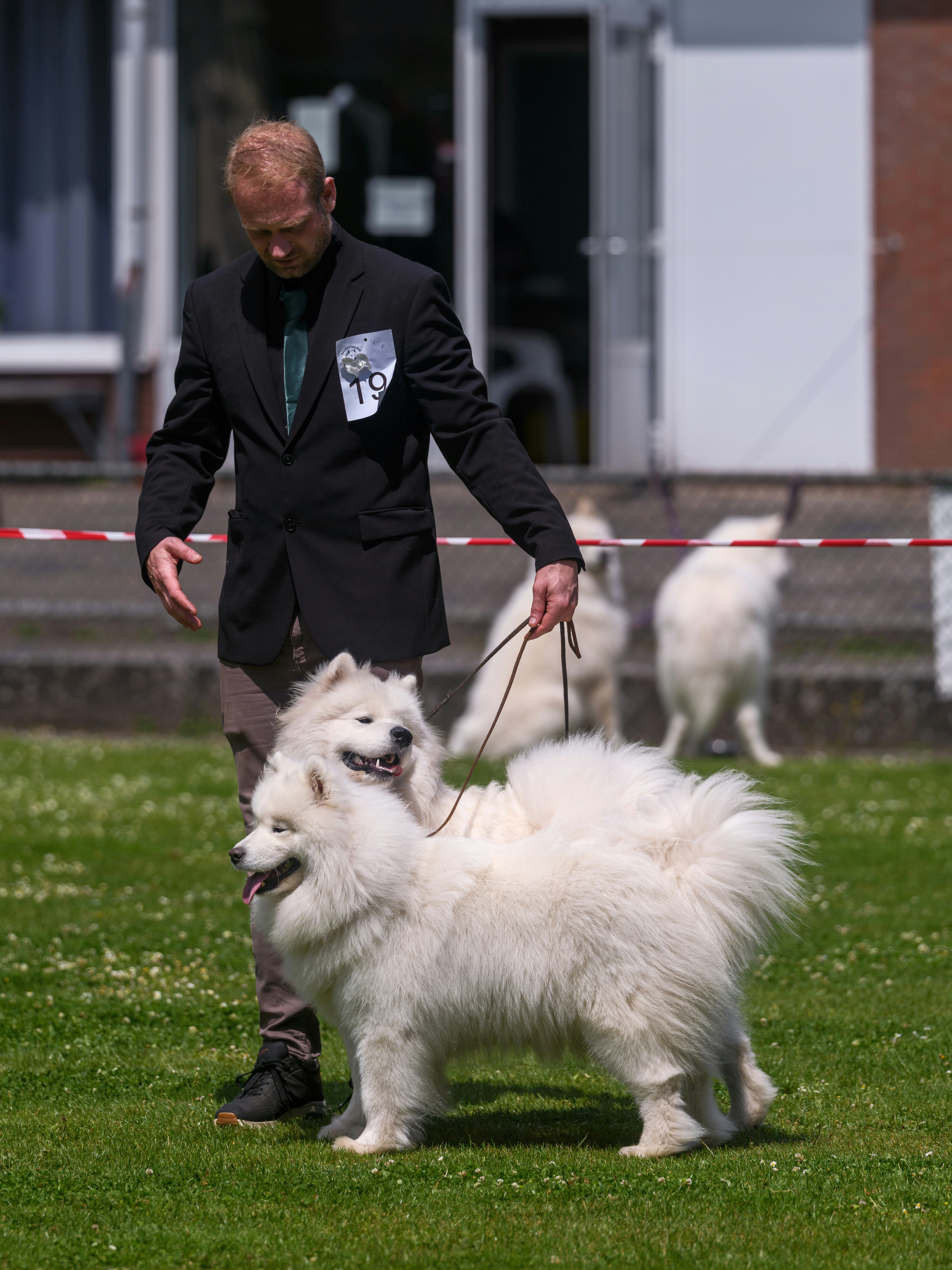Gentleman with White Companions: A QuietDog Show Moment