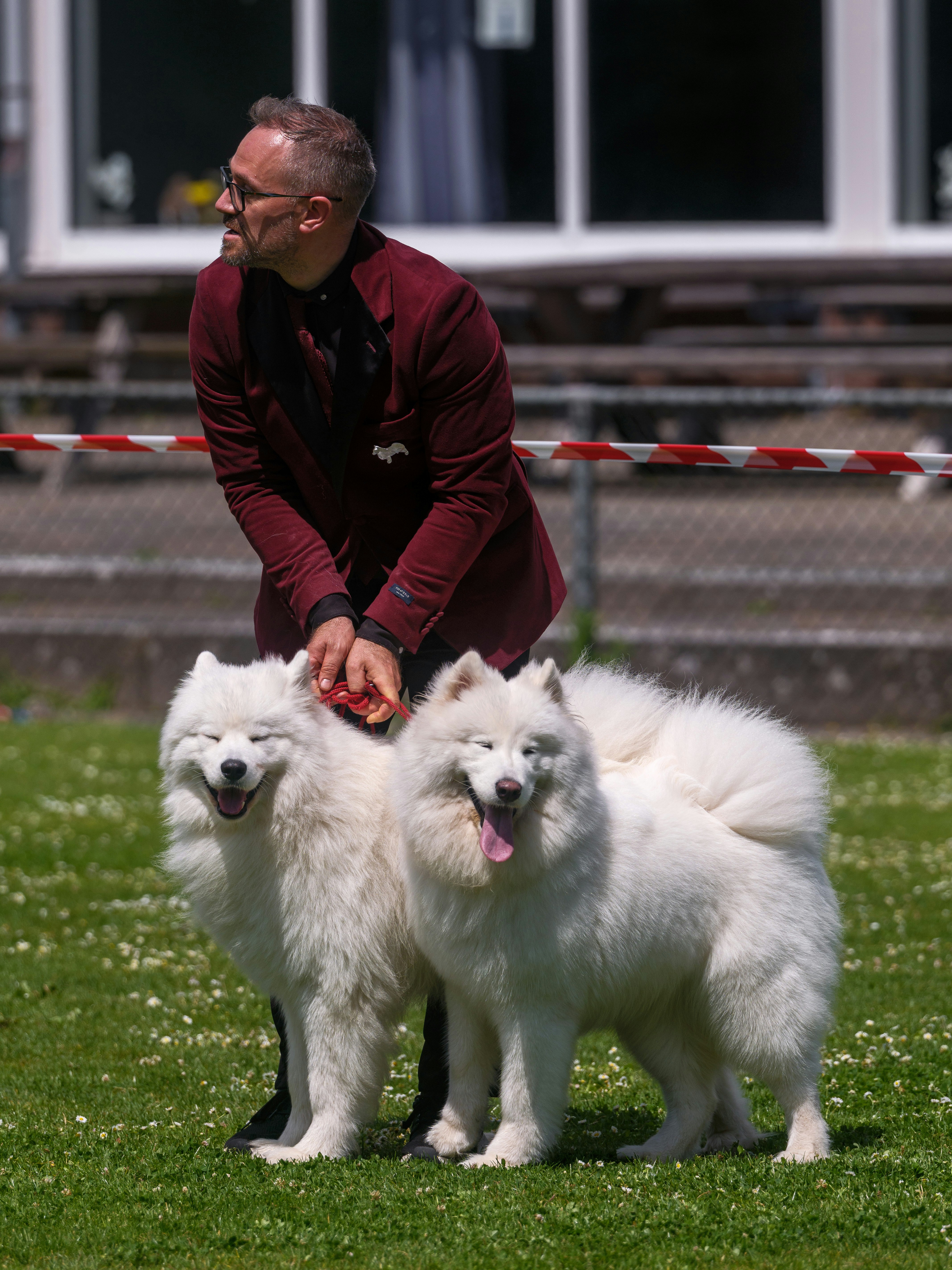 Gentle Handler and Twin White Soufflés: A Moment in the Show Ring