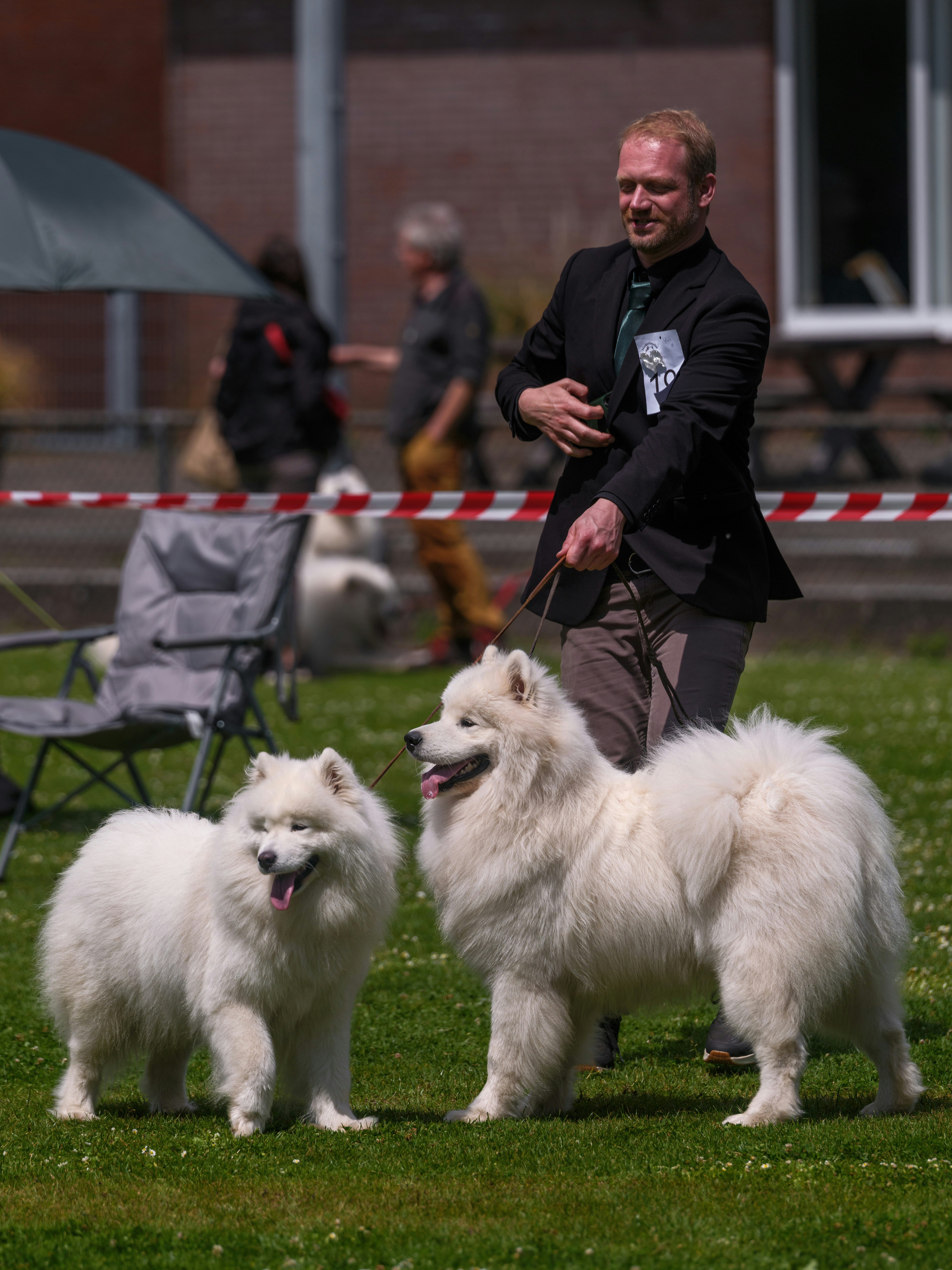 Gentleman with White Arctic Dogs at a Parked-Barrier Show