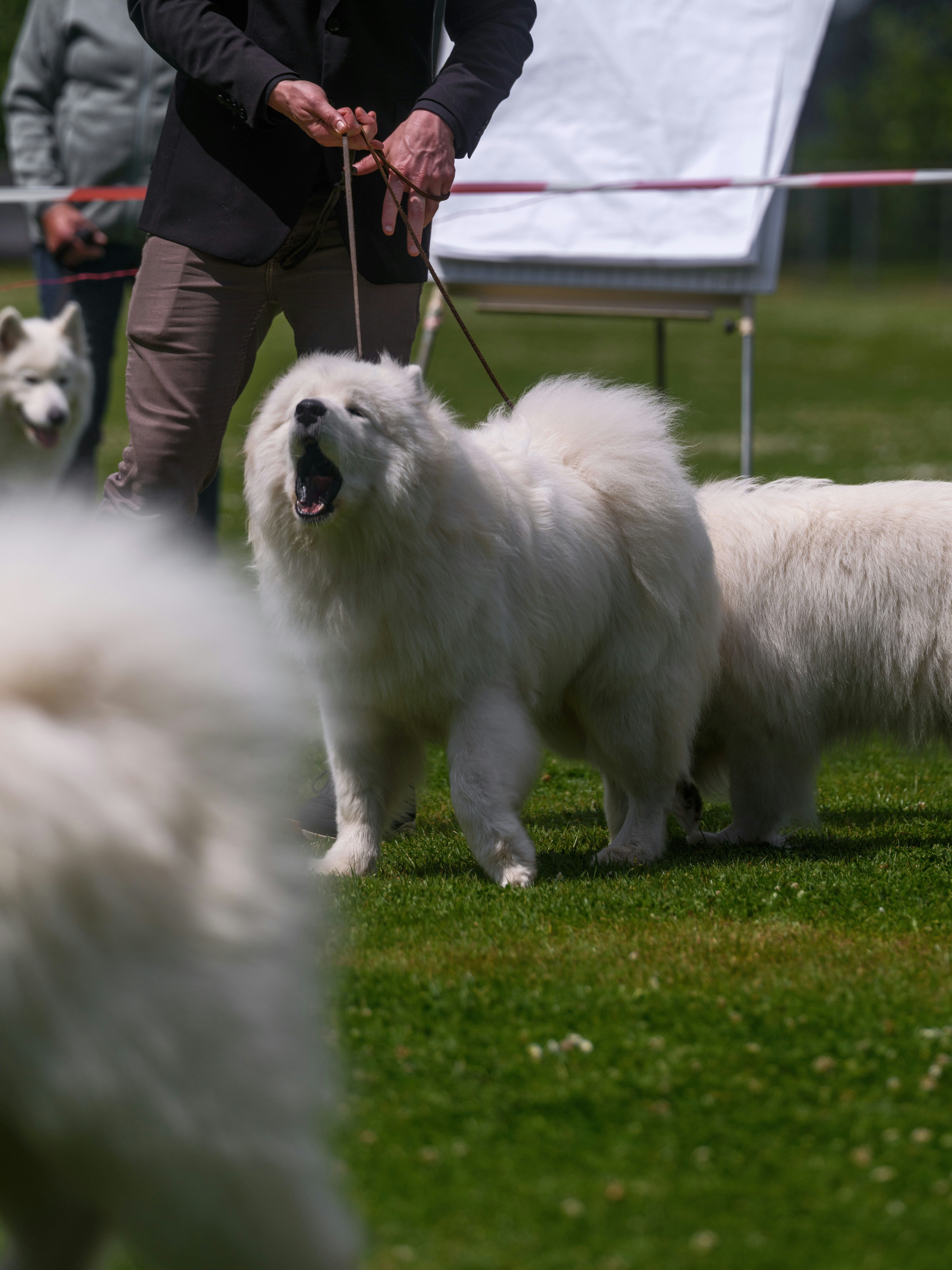 Lead Dog: Focused Moment in a Dog Show Parade