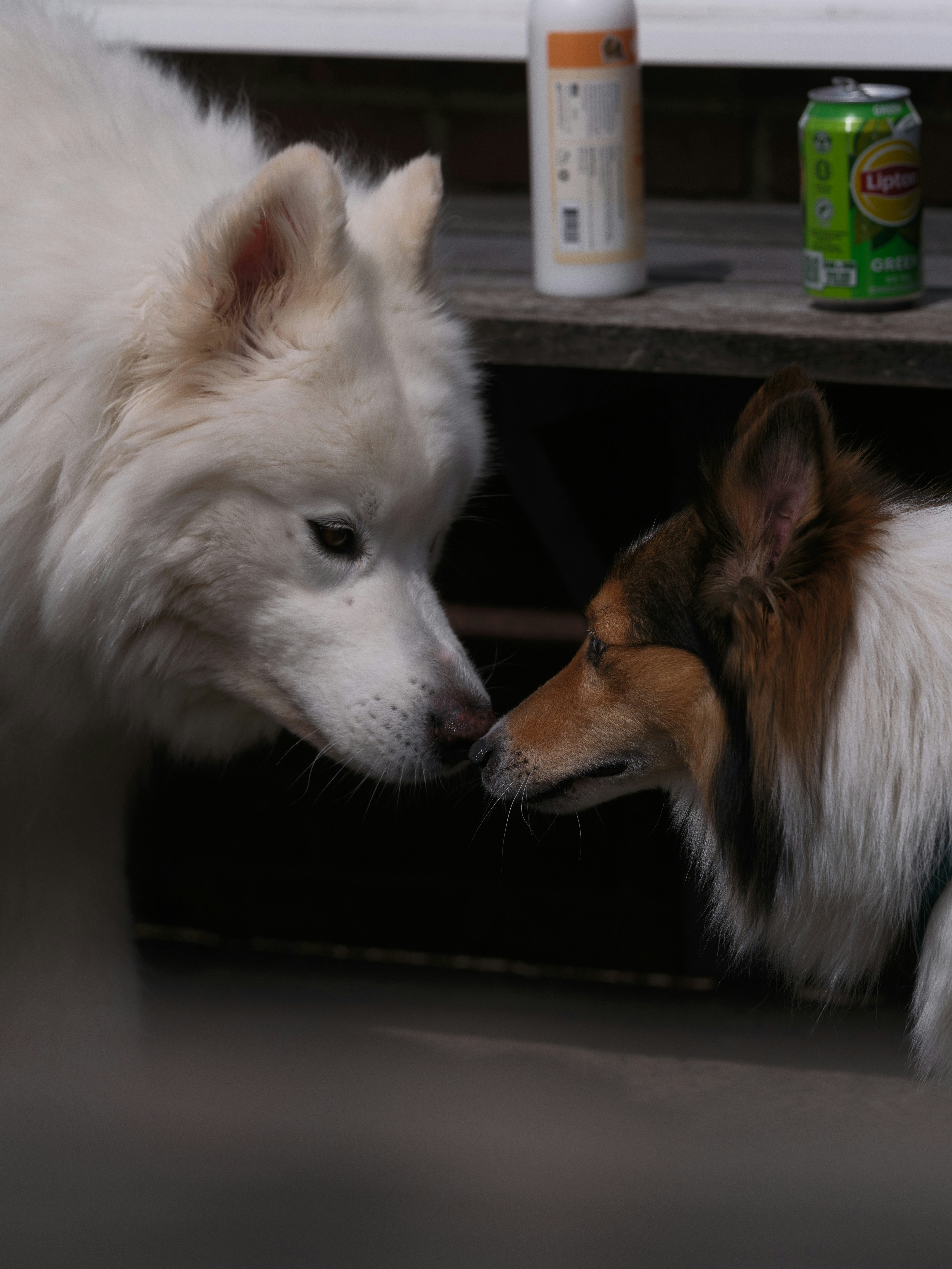 Close-Confidence: White and Brown Dogs Touch Noses