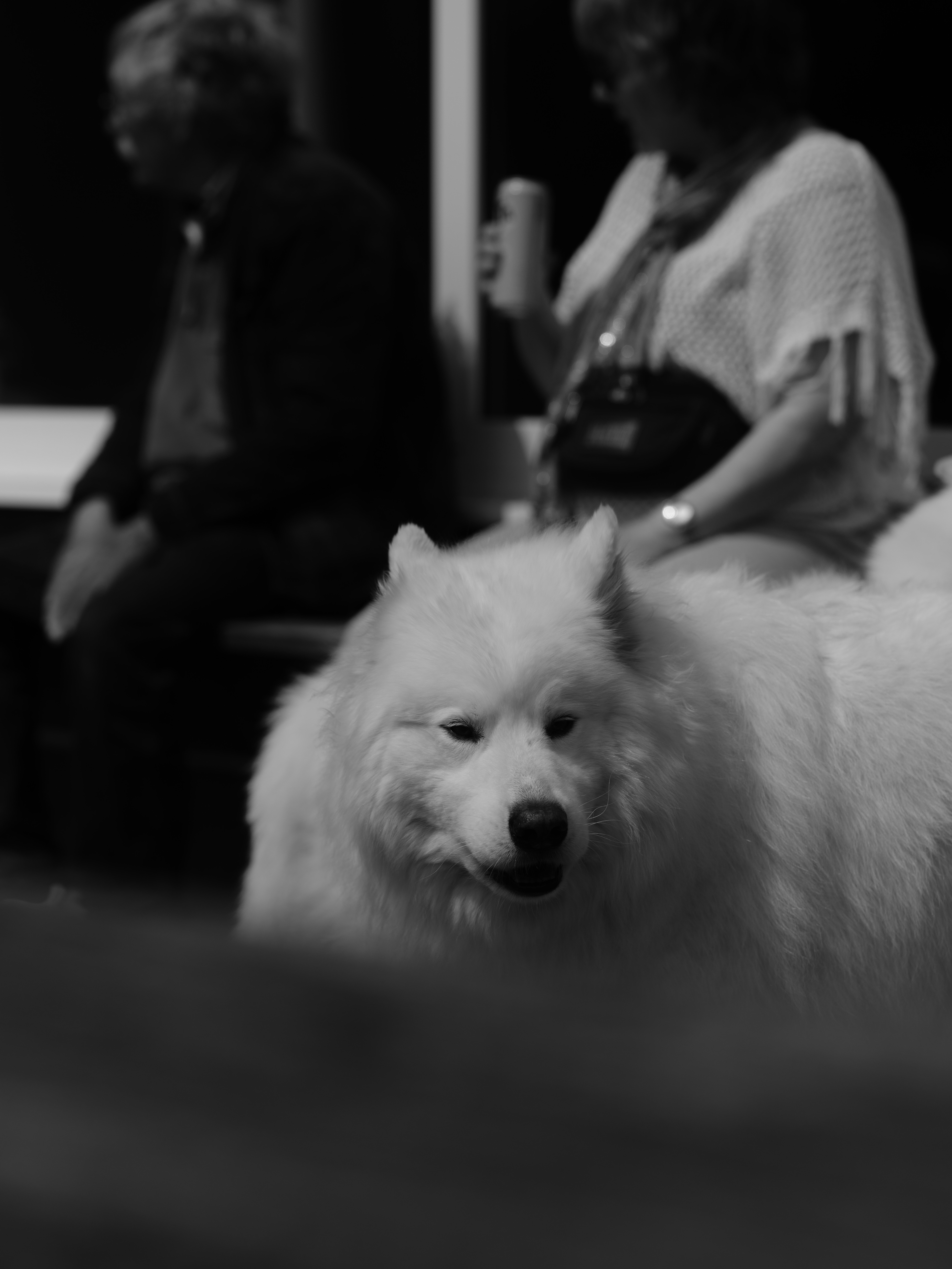 White Guardian in the Room: A fluffy calm in focus