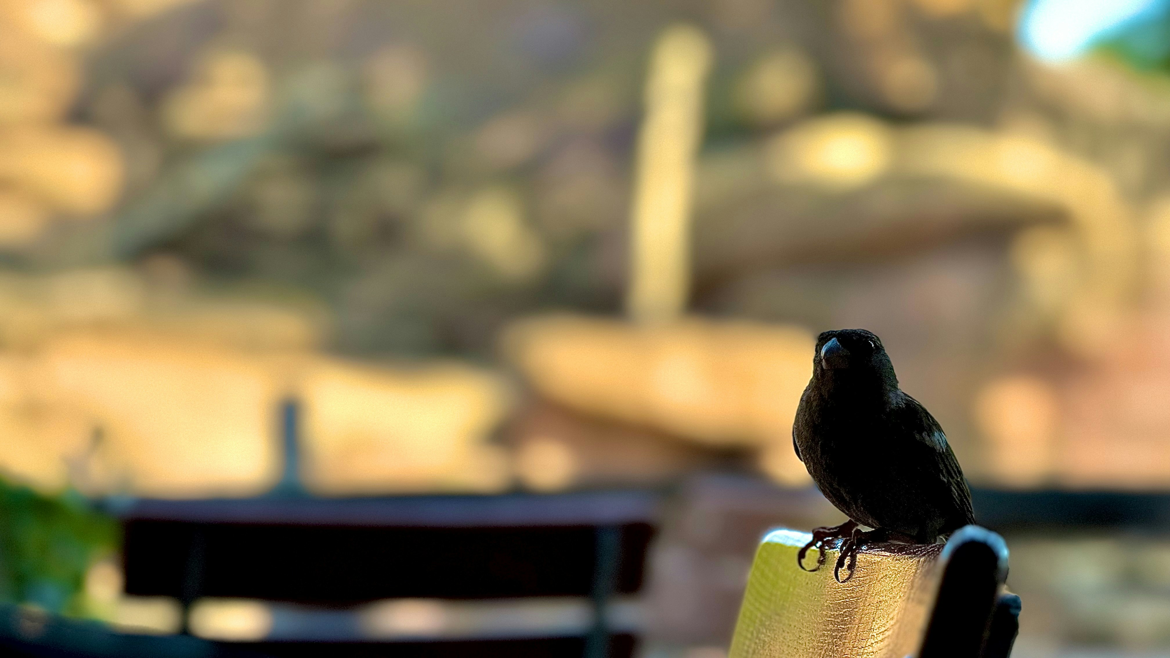 On the Edge: A Black Bird Perched at Dappled Sunset