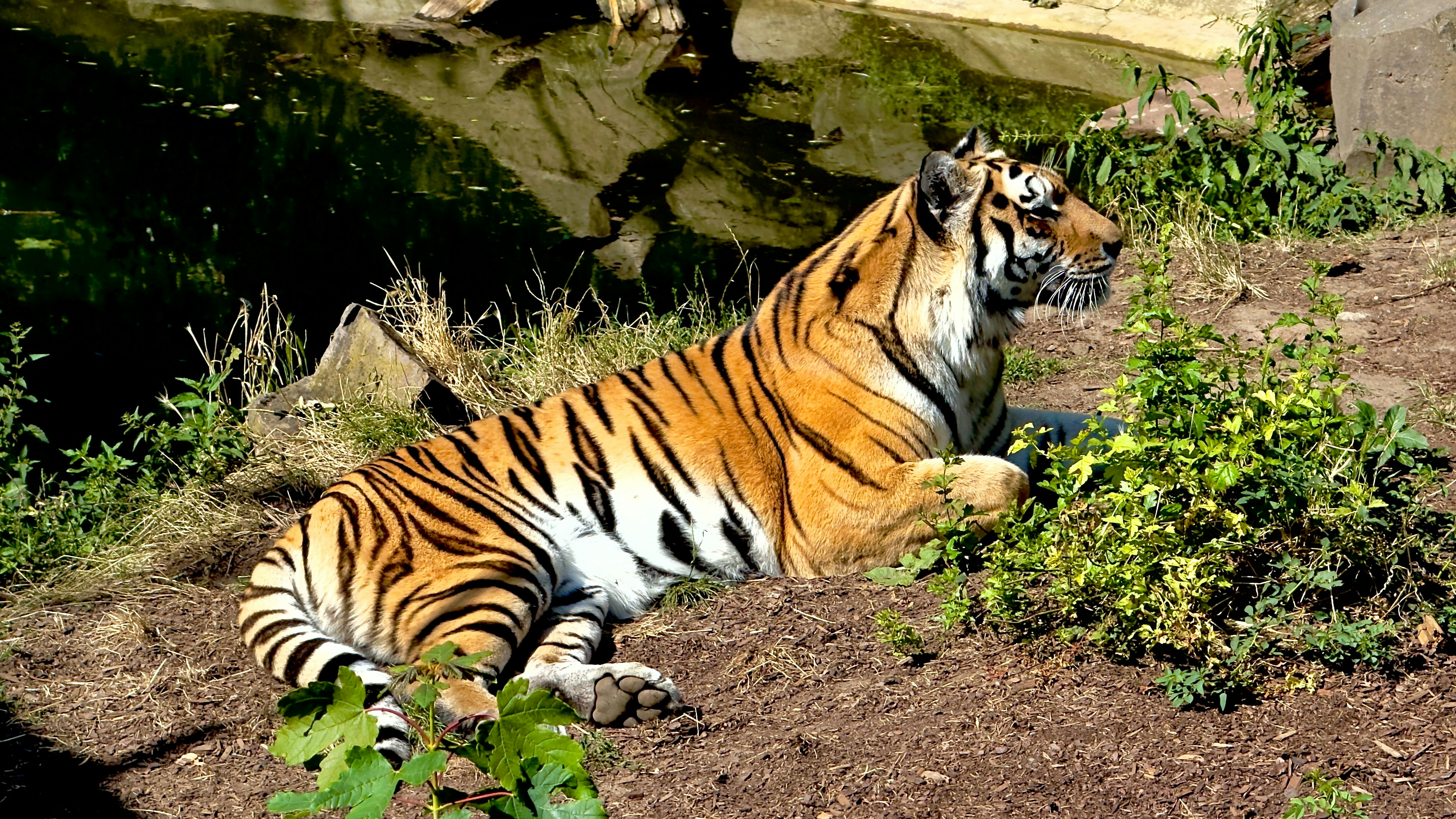 Sunlit Tiger at the Water’s Edge