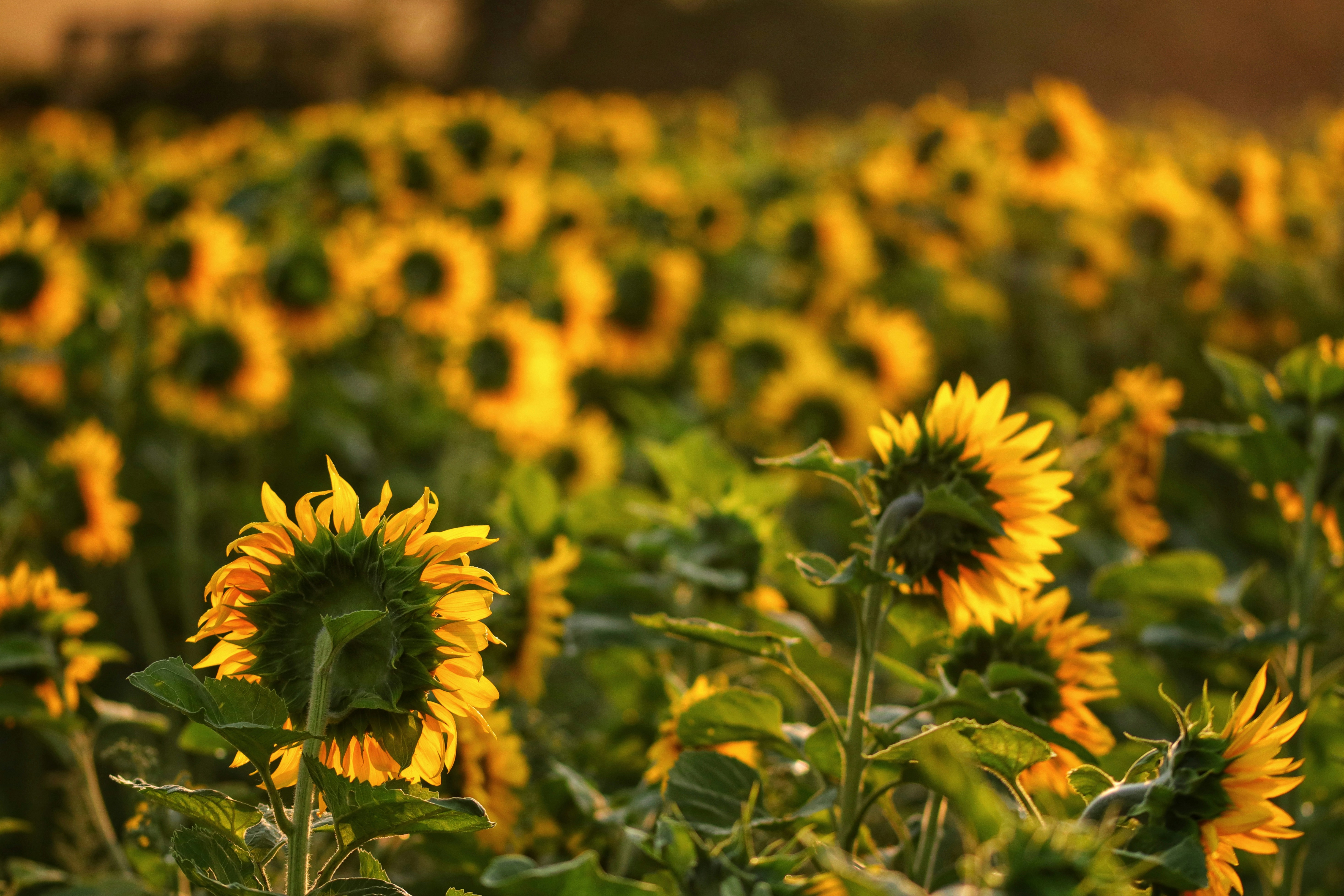 A field of sunflowers facing the setting sun