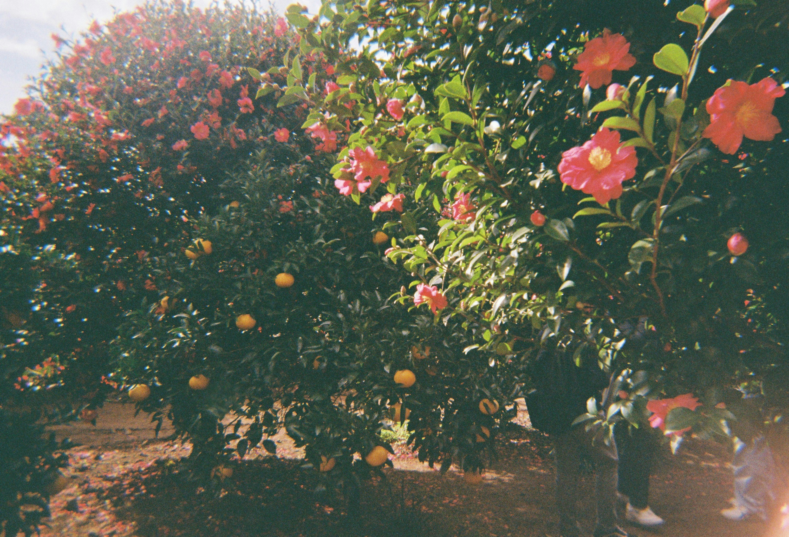 Citrus Orchard in Warm Afternoon Light
