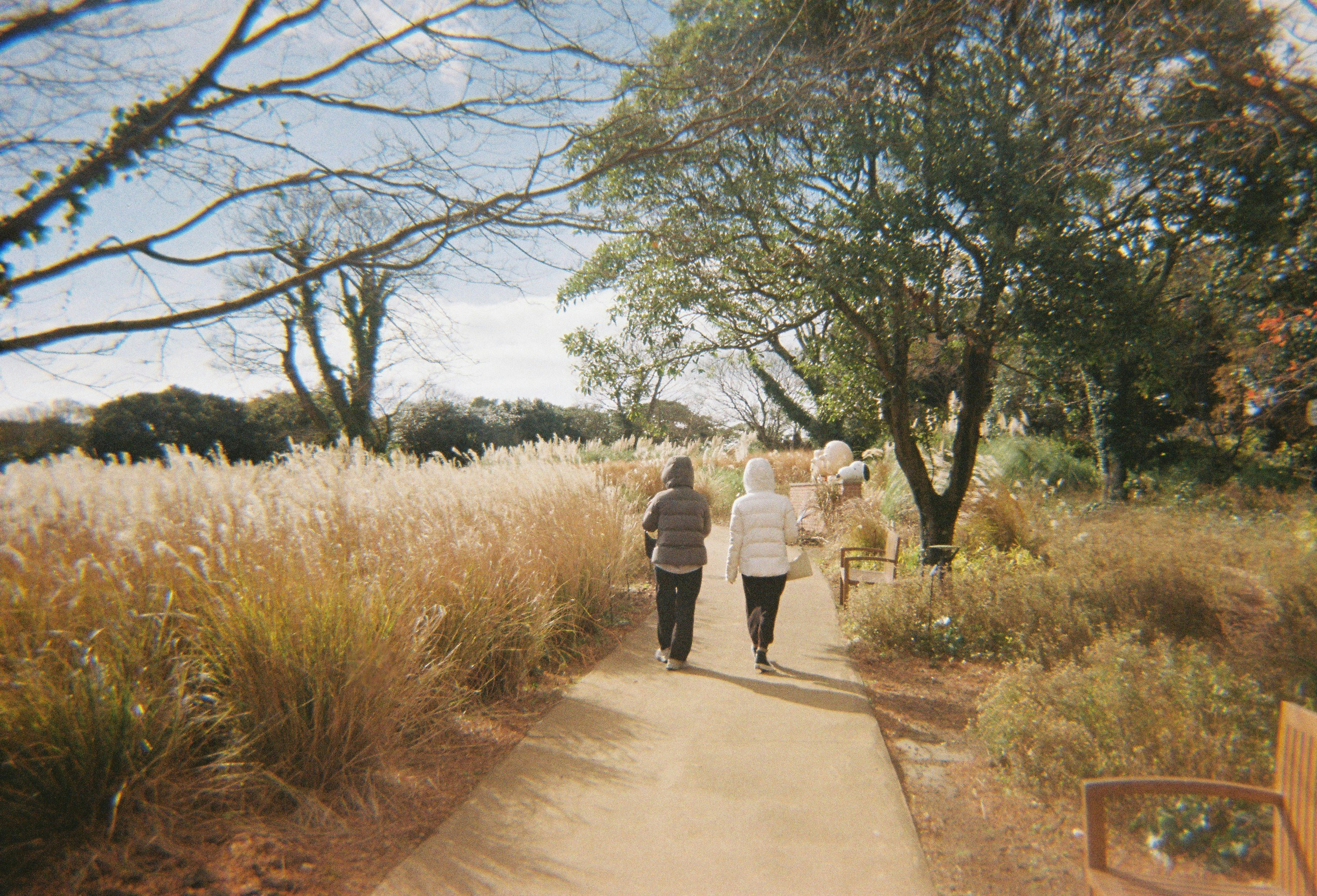 A Quiet Riverside Walk Through Golden Oberon Fields
