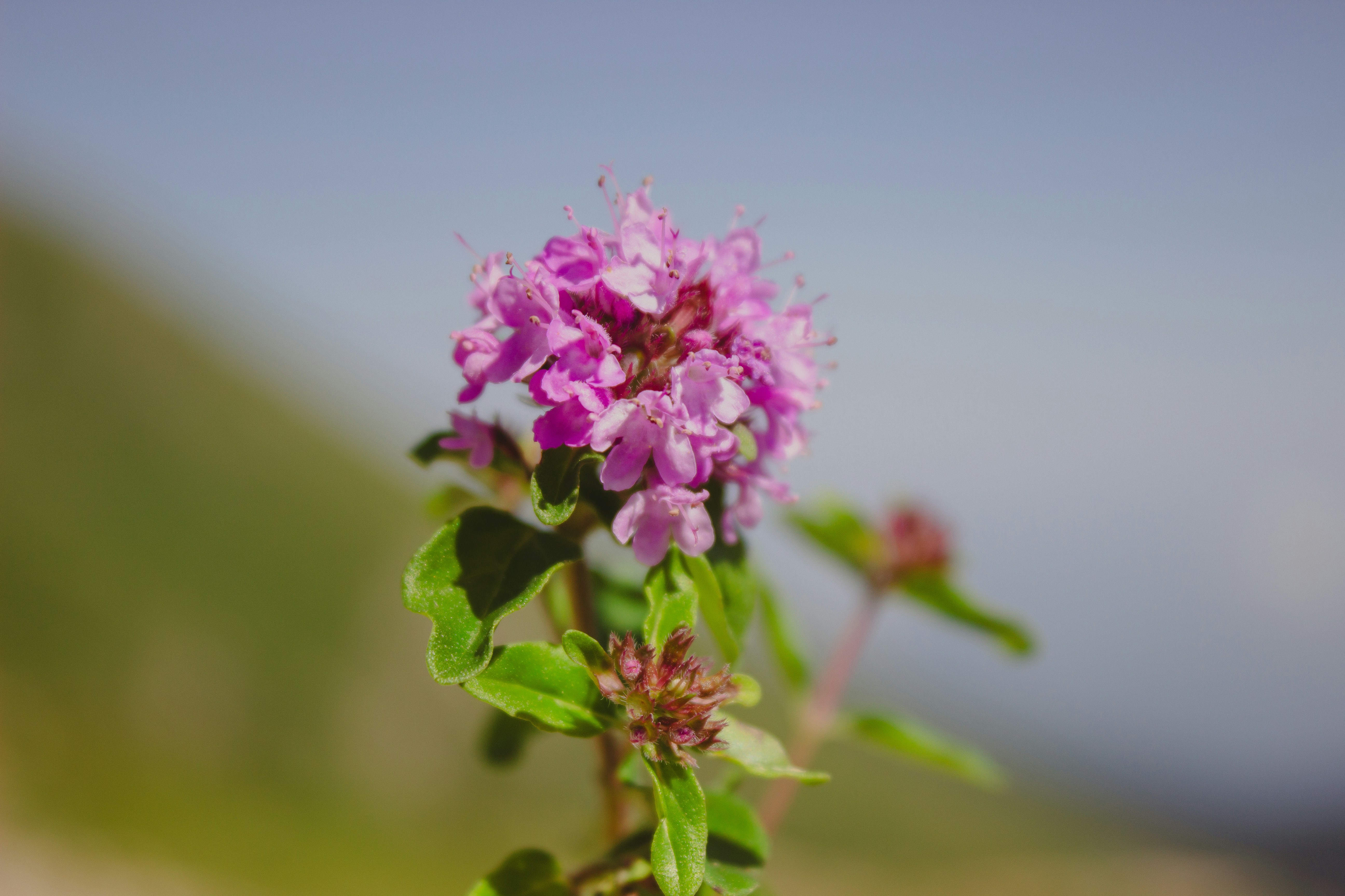 Vivid Pink Blooms Against a Soft-Blurred Coastal Backdrop
