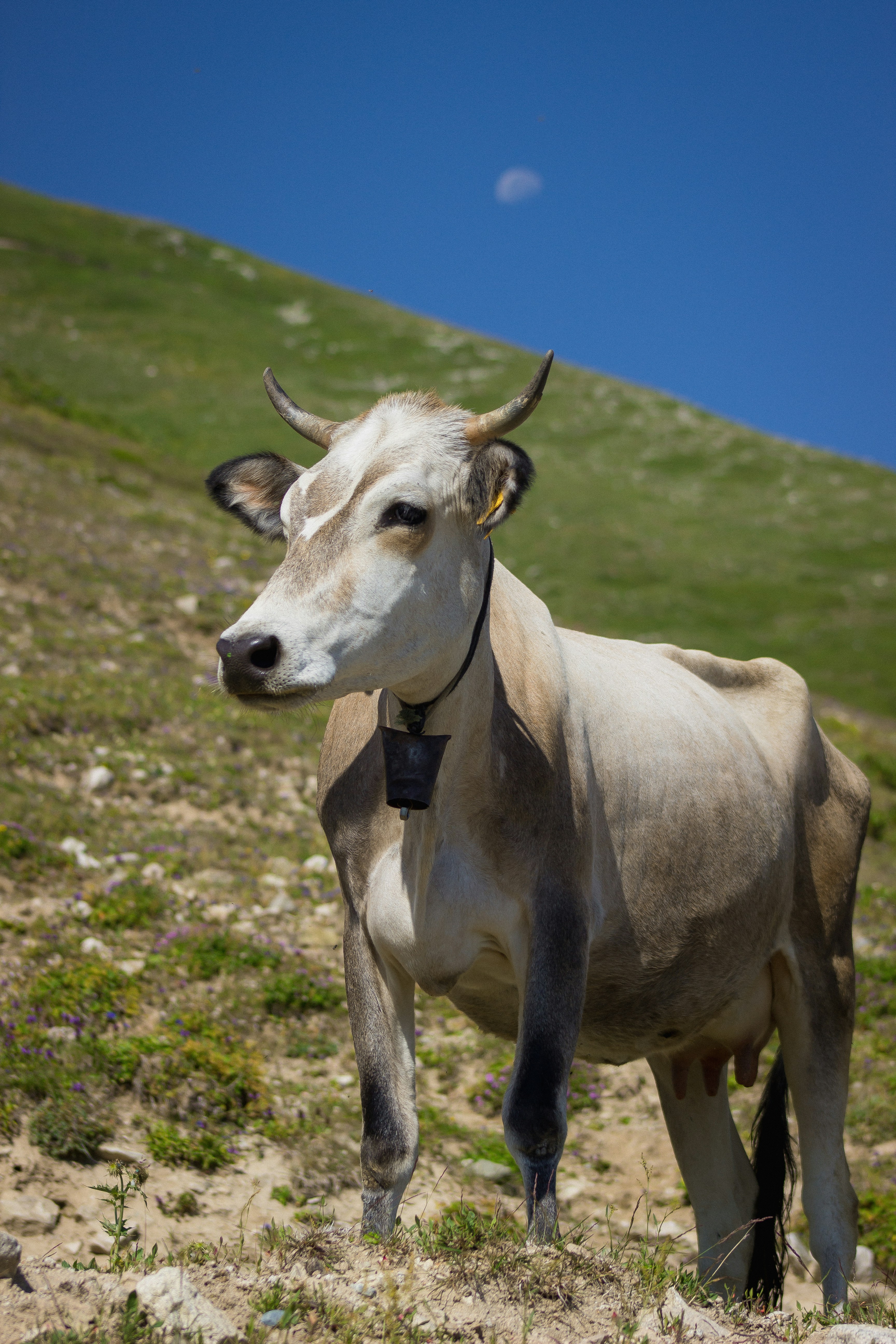 Mountain Cow Under Blue Sky: A Close-Herd Moment on the Slopes