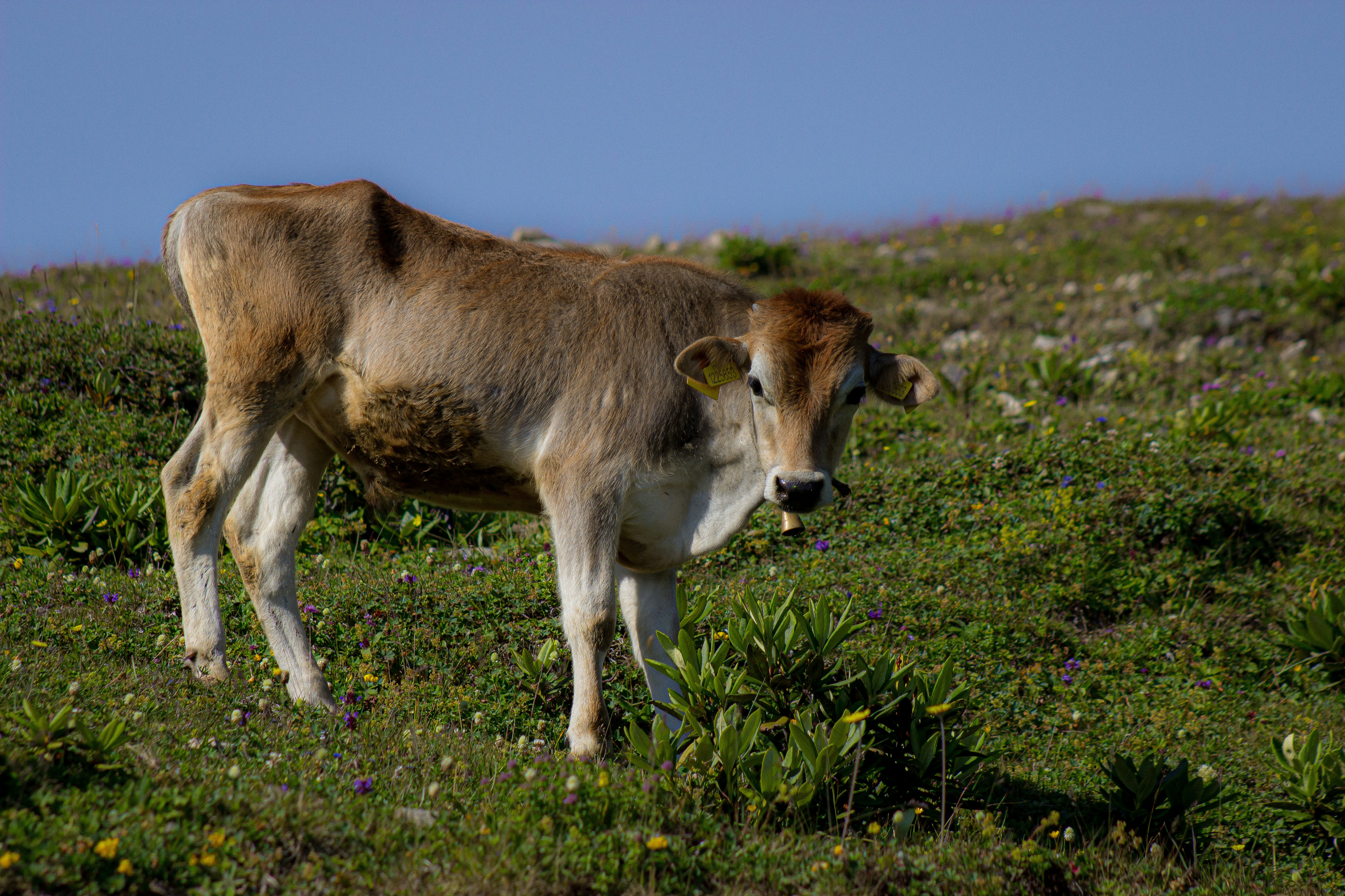 Pasture Wanderer: a lone calf-like bovine amid wildflowers under a clear blue sky