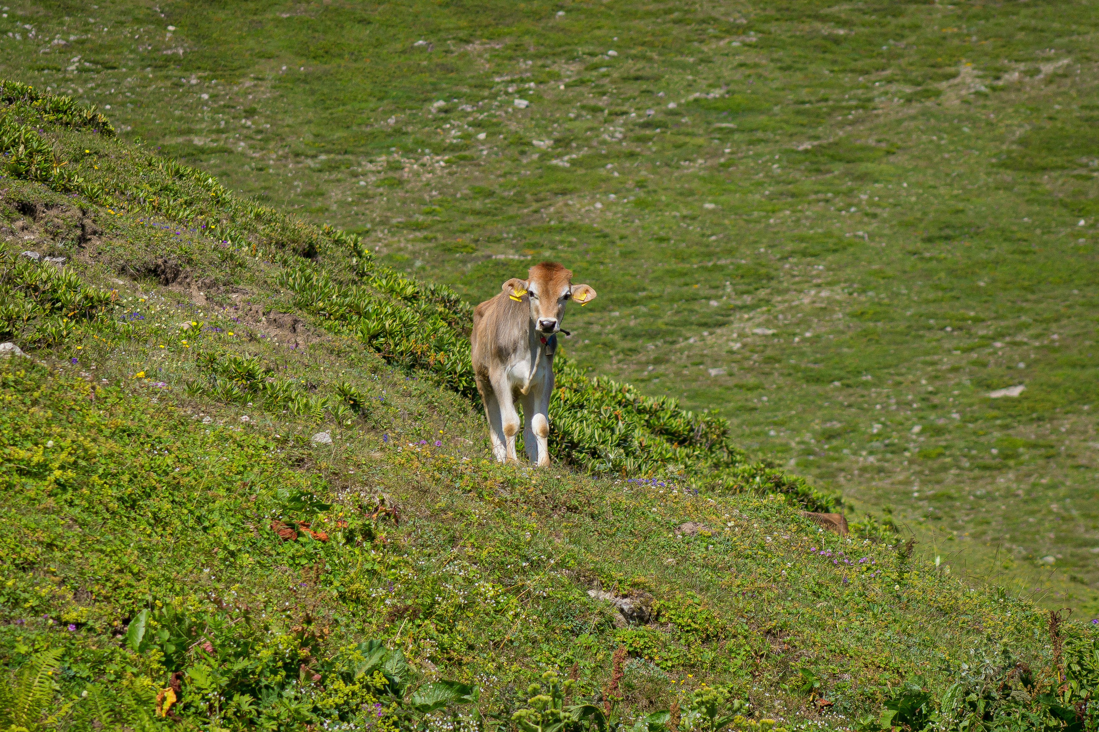 Curious young calf on sunlit hillside
