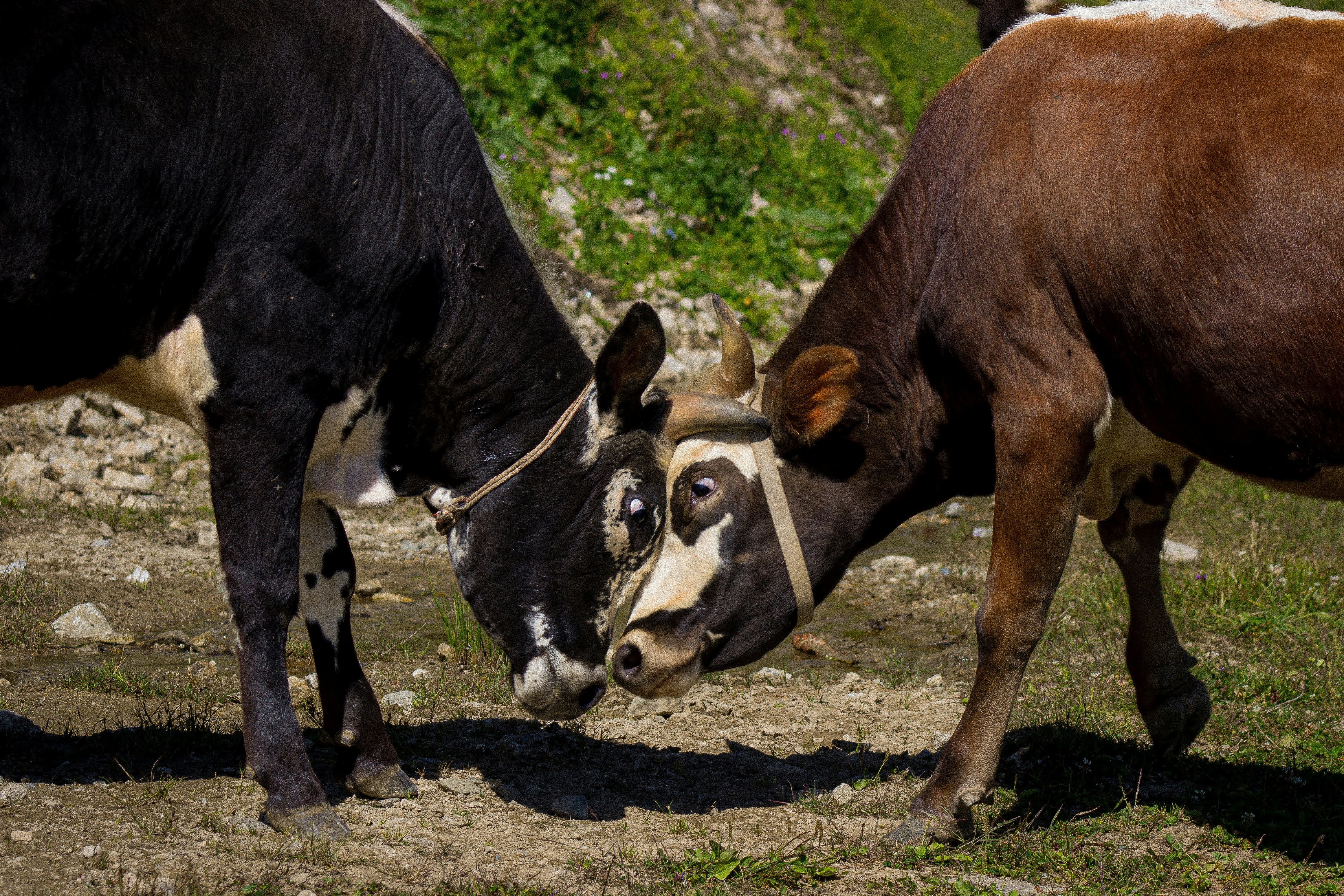 Nose-to-Nose Exchange: Gentle Standoff Between Two Grazing Horses