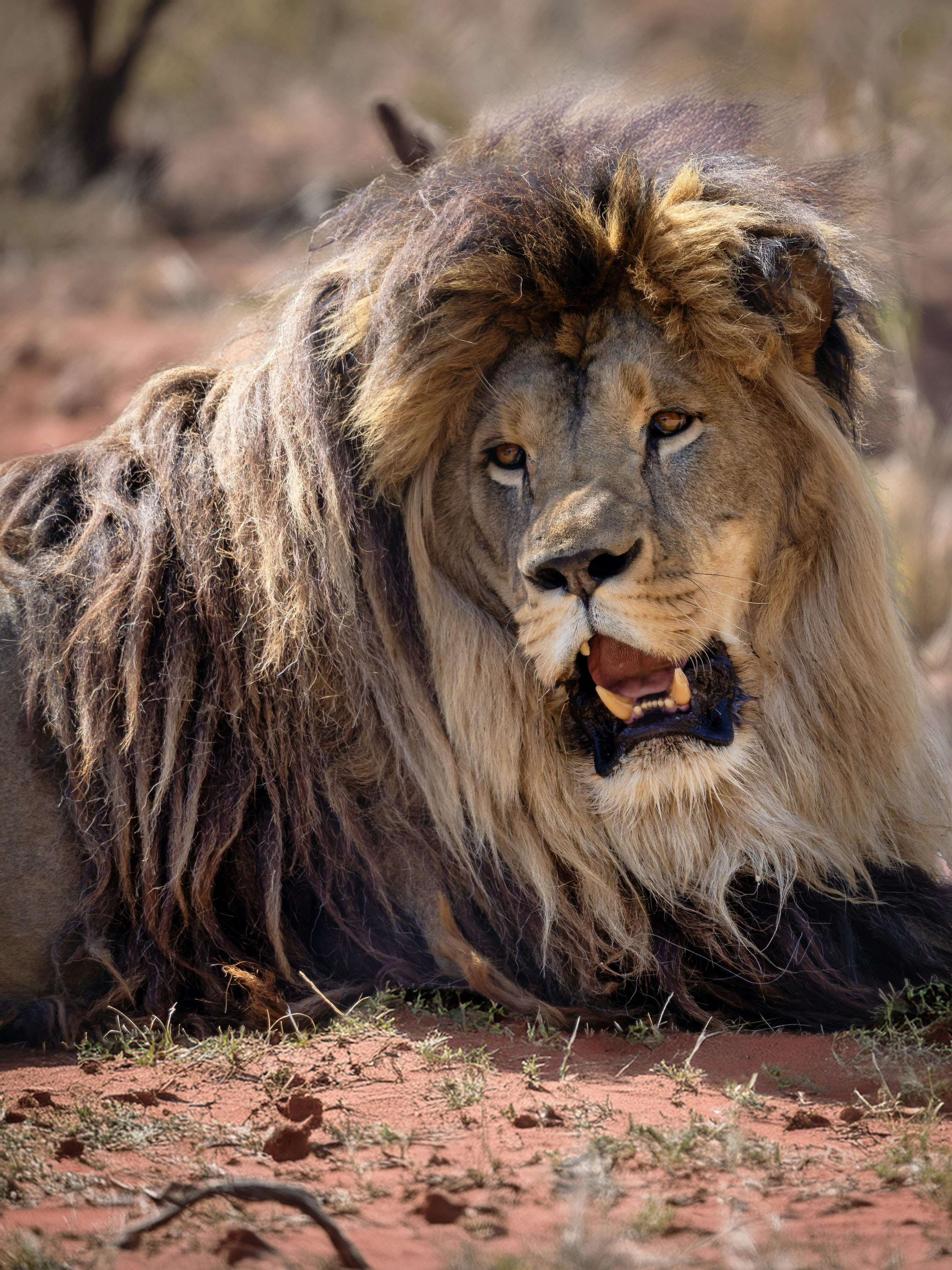 Golden Mane, Watchful Gaze: A Regal King at Rest