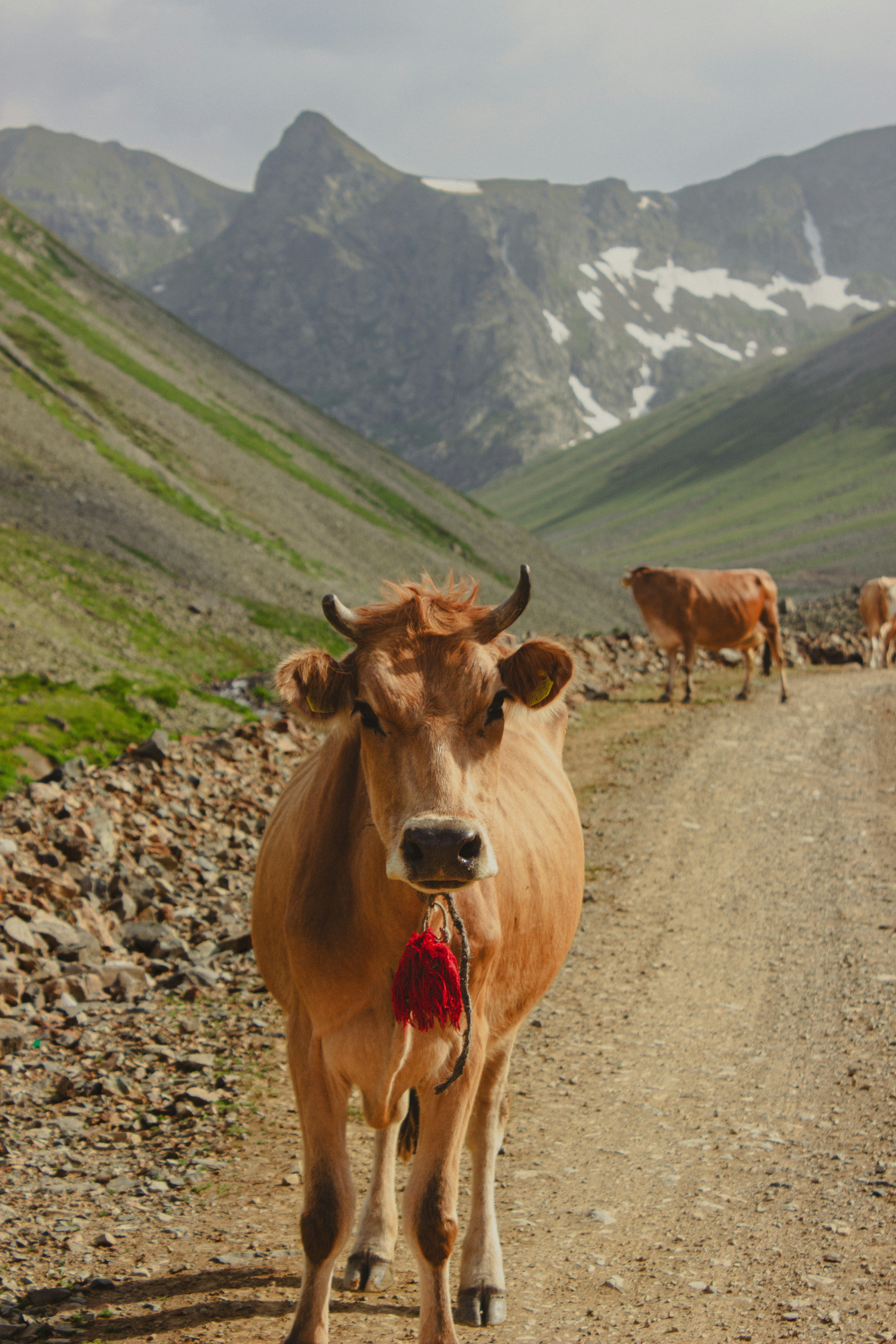 Lead Bull on a Mountain Pass: A Red-Tedged Portrait at Distant Run