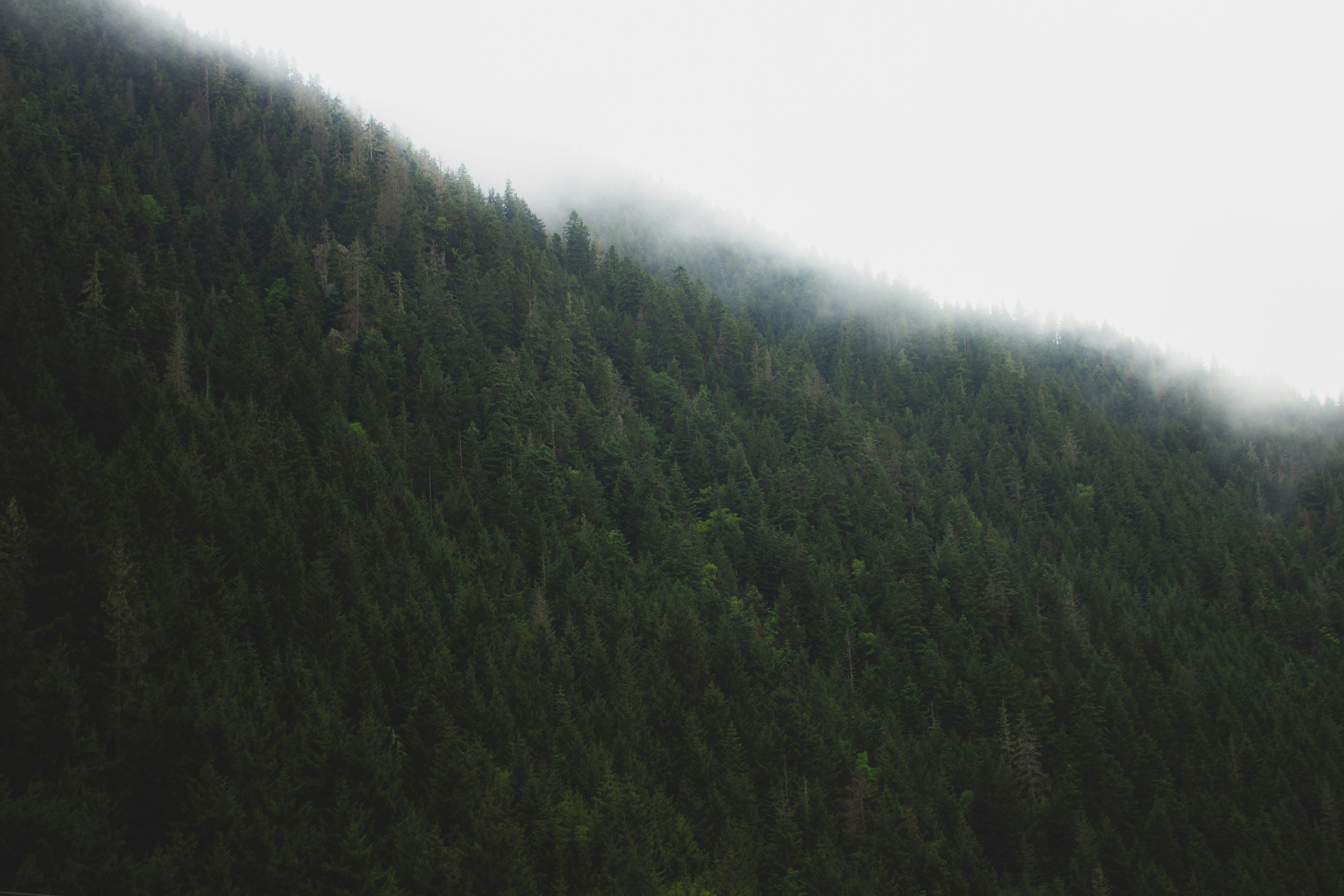 Mist-Softened Ridge: Conifer Canopy under Low Clouds