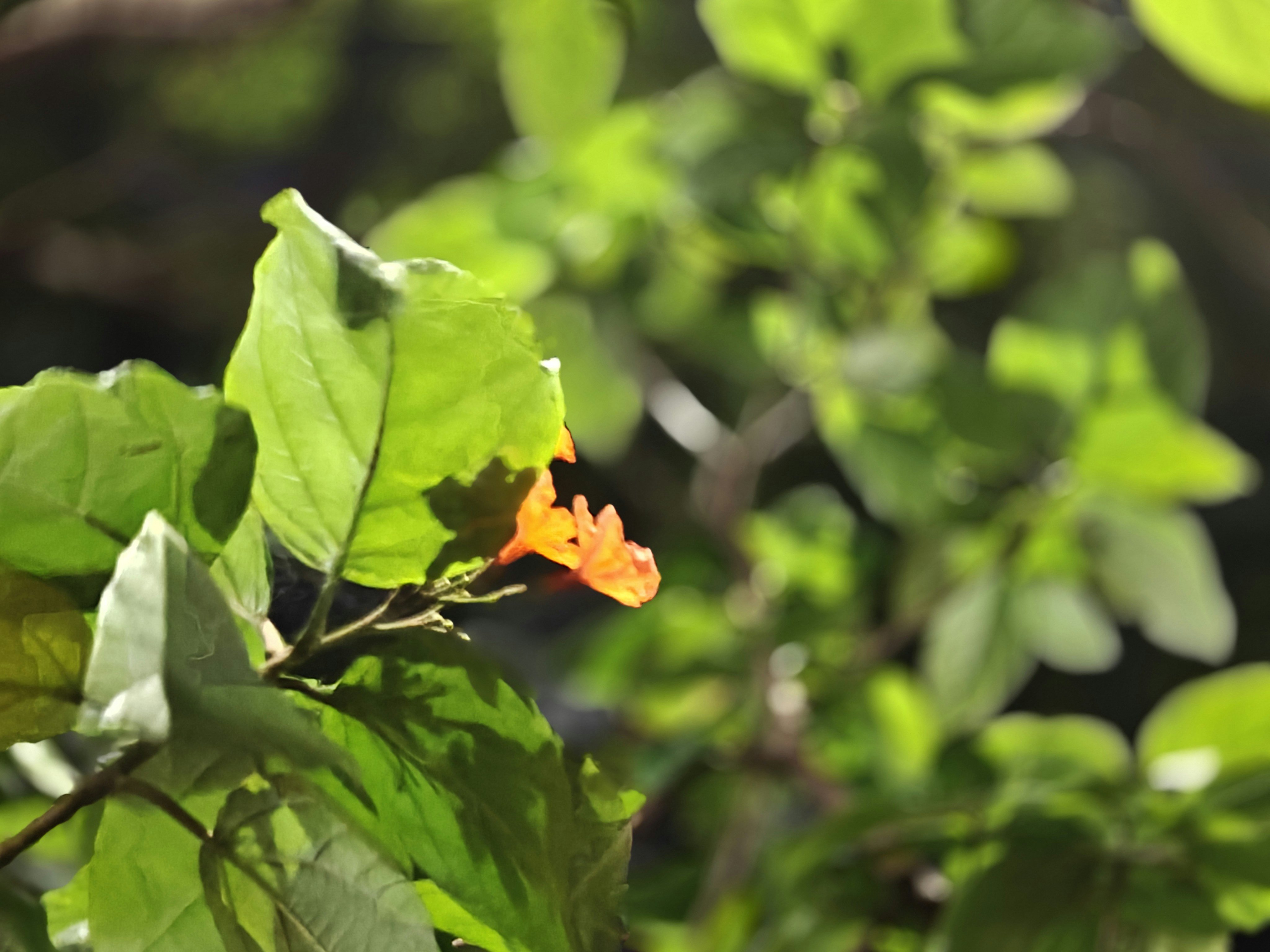 Bright Leaf Close-Up: Orange Flower Among Green Foliage