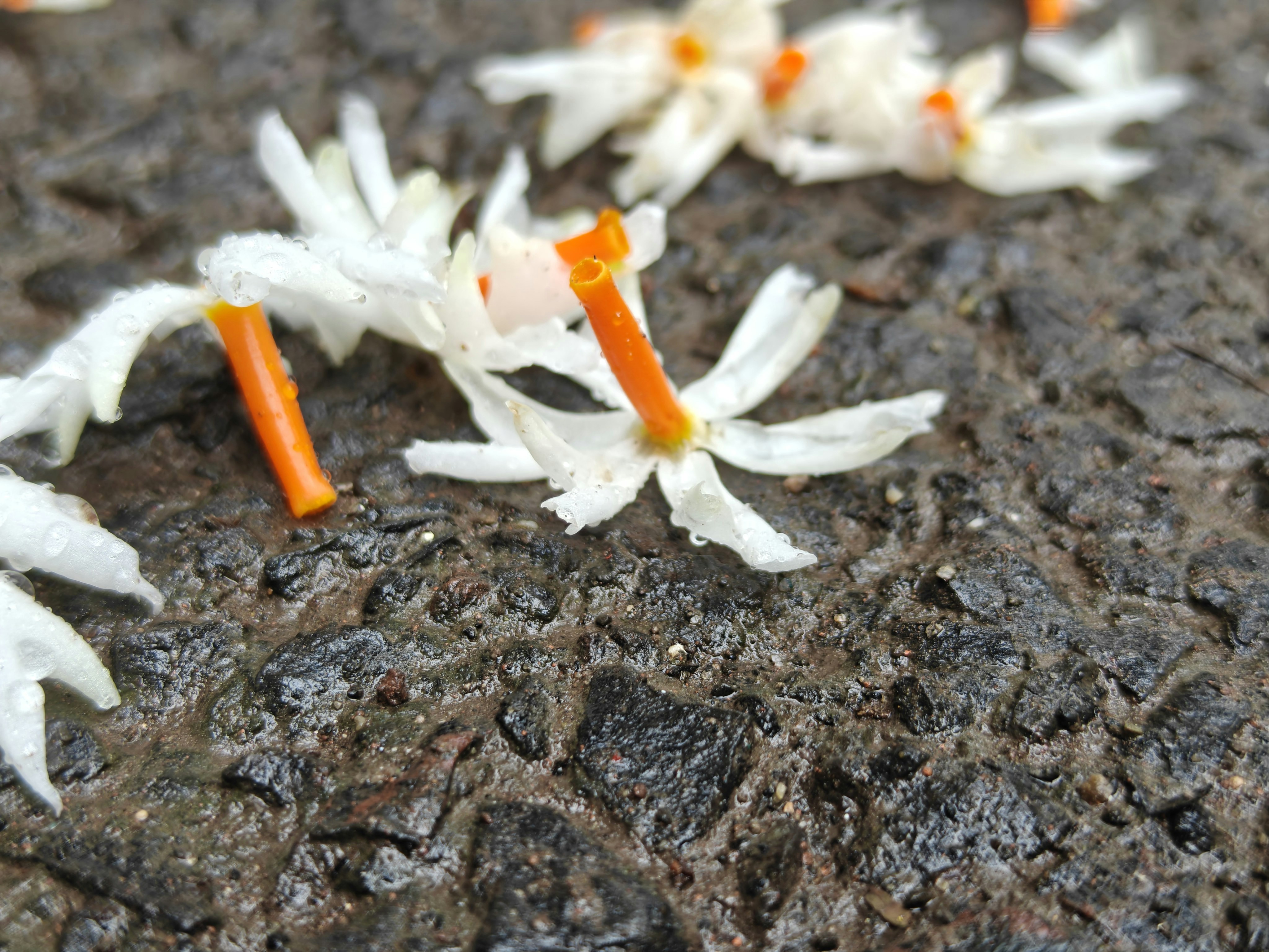Close-up of white petals with orange stigma fragments scattered on a dark, textured rocky surface; the composition emphasizes macro detail and texture.