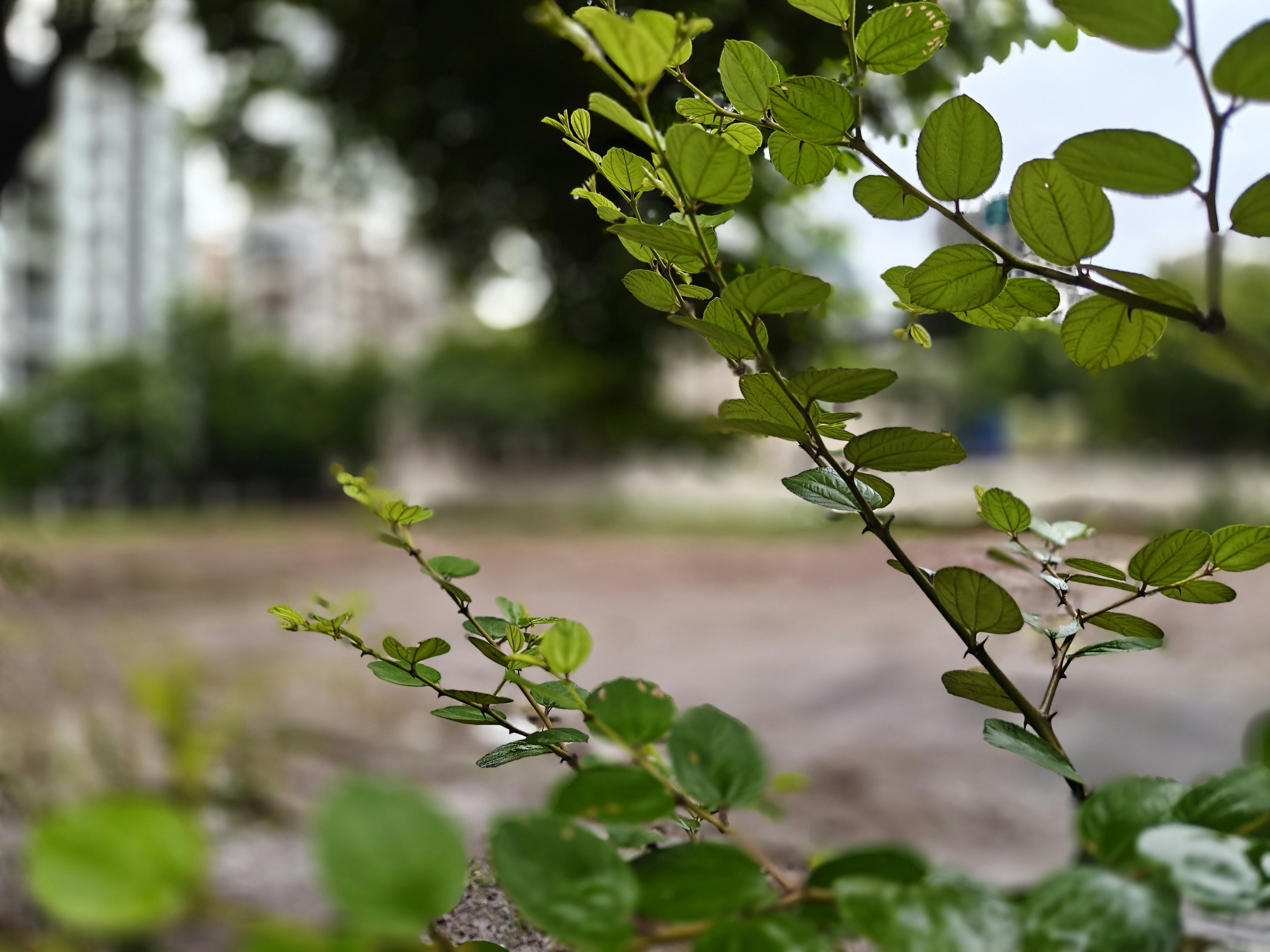 Sprigged in Focus: Greenery Framing an Urban Backdrop