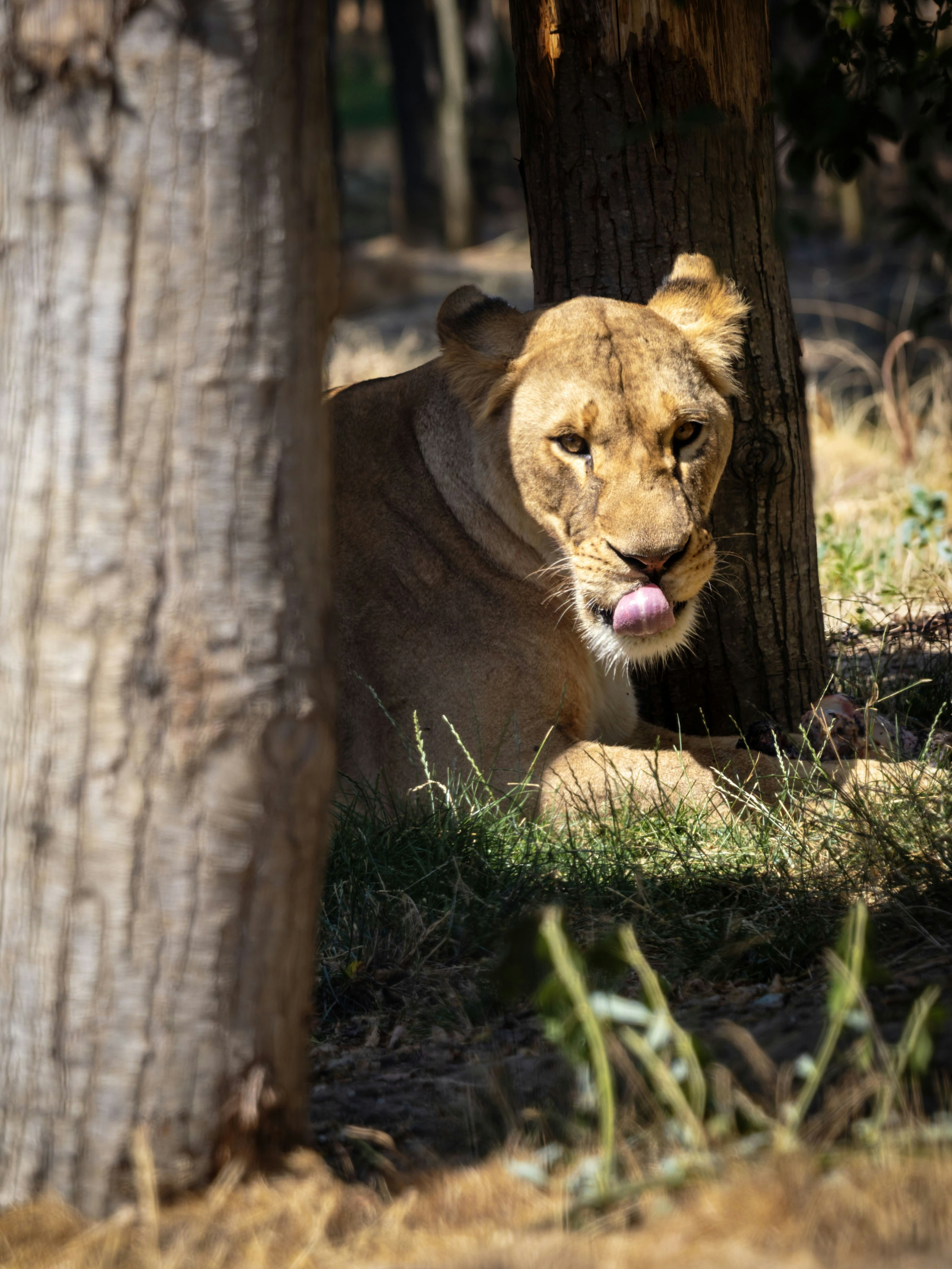 Lioness in Shade: Calm Gaze Beneath Pine Shadows