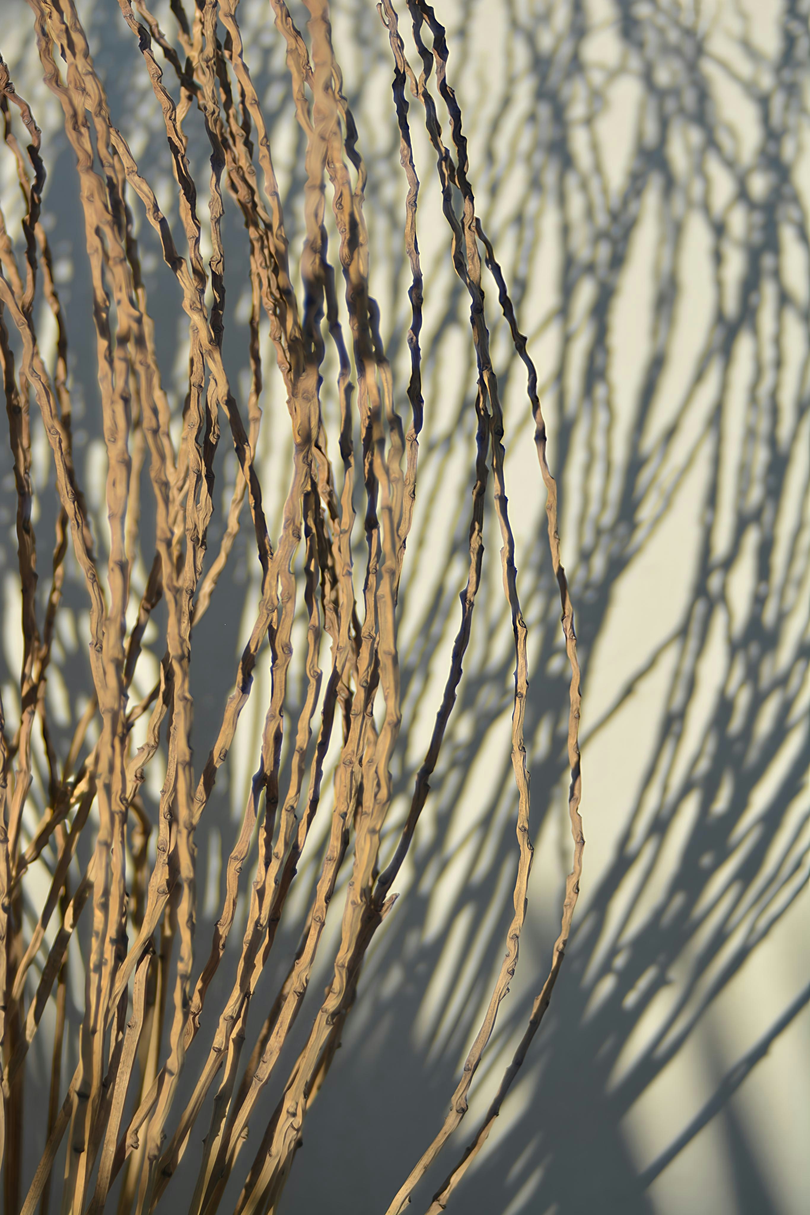 Shadows Cast by Twisted Reeds on a Sunlit Wall