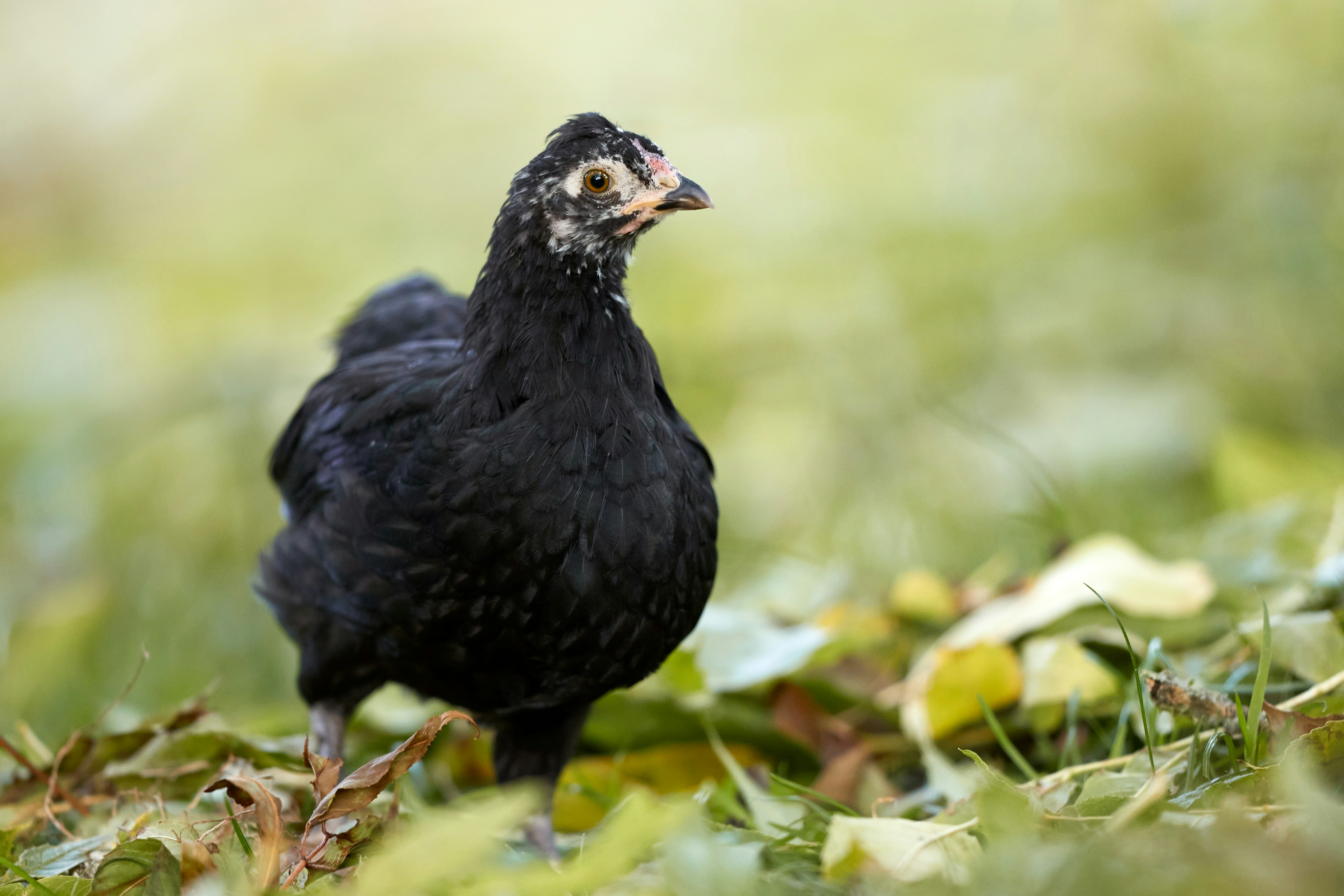 Midground Black Grouse: A Curious Bow in Autumn Light