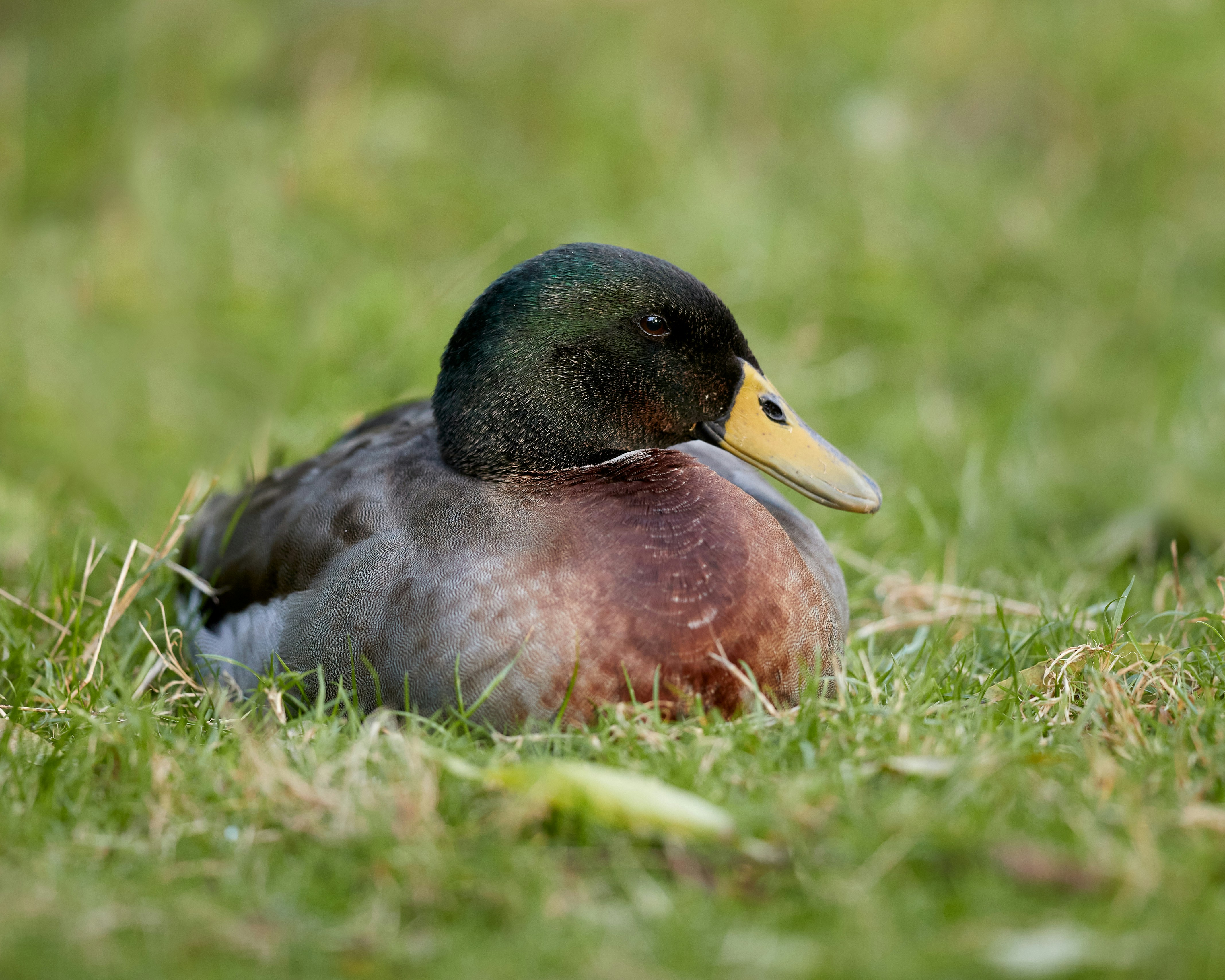 Low-Profile Mallard Resting in Sunlit Fescue