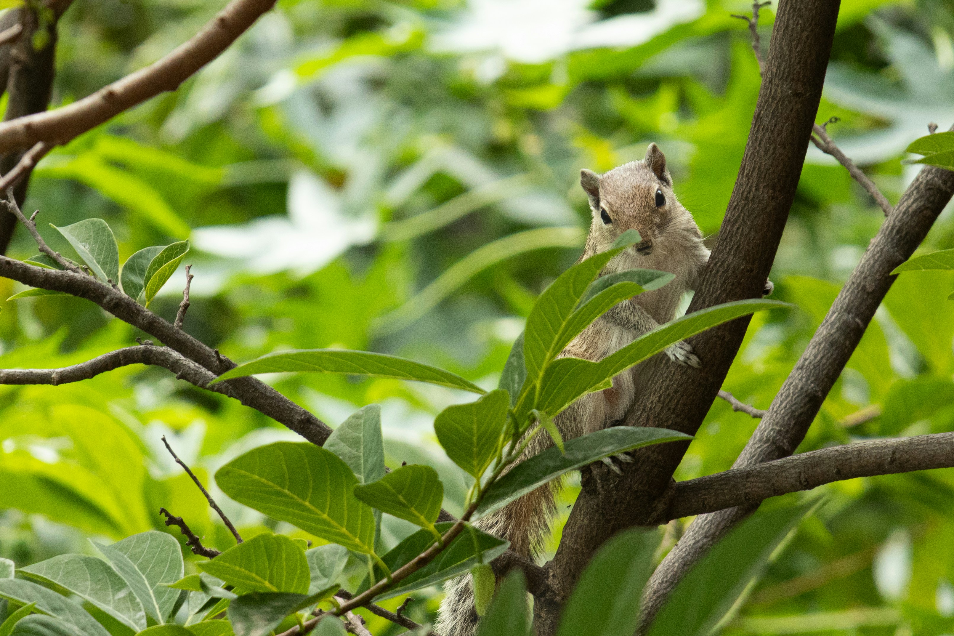 Squirrel Peek Between Leaves on a Green Cascade