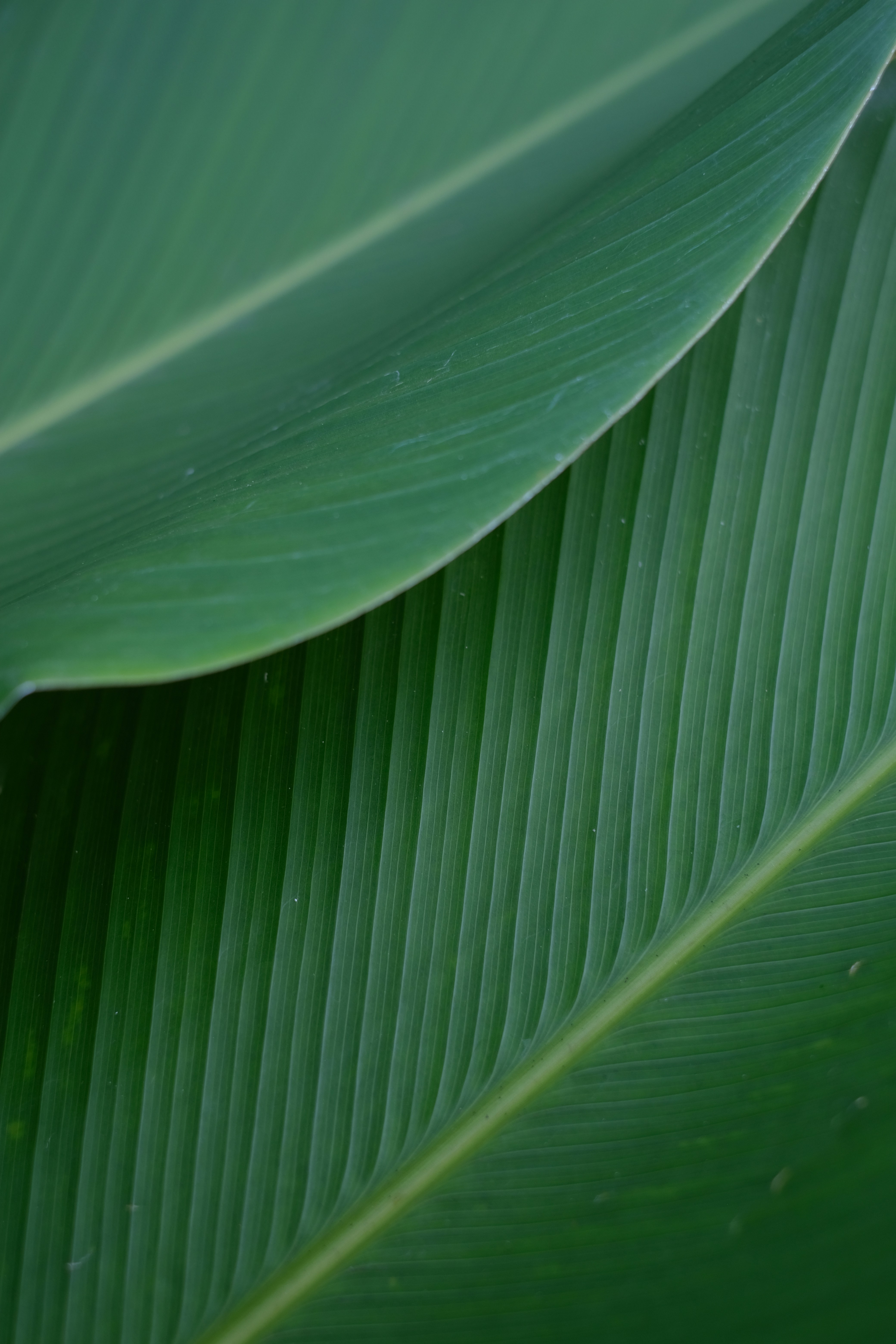 Close-up of vibrant green leaf textures with parallel veins creating a rhythmic pattern. Abstract plant detail emphasizing color and structure.