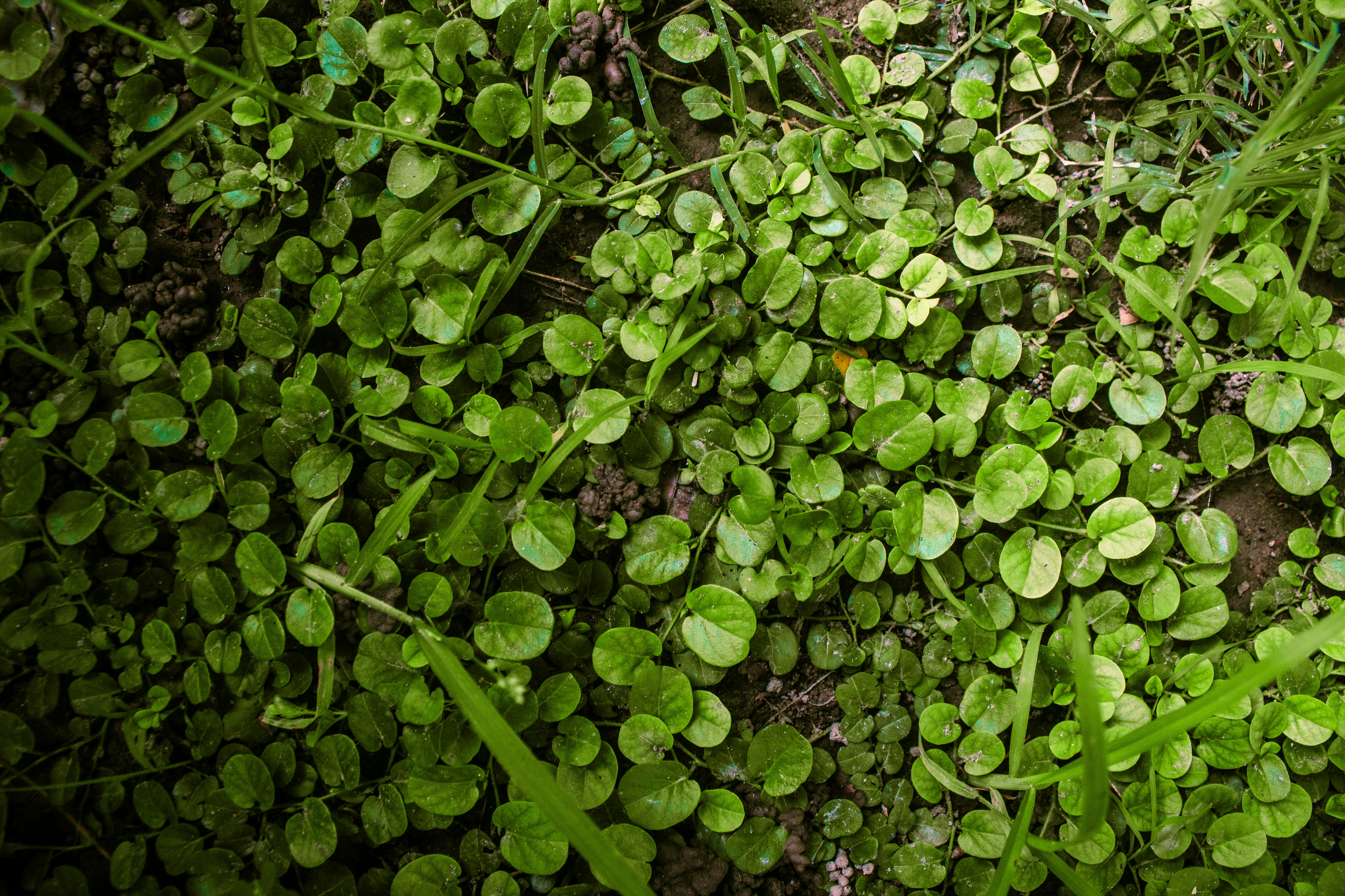 Verdant Carpet: Close-Up of Groundcover Clusters
