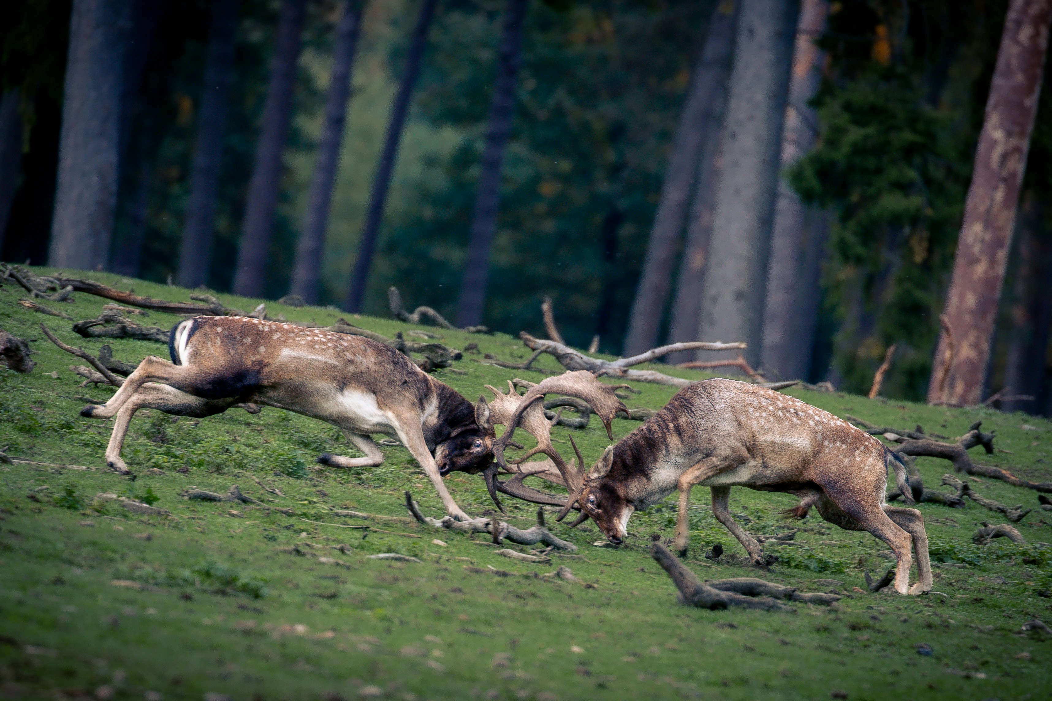 Antler Clash at the Forest Edge