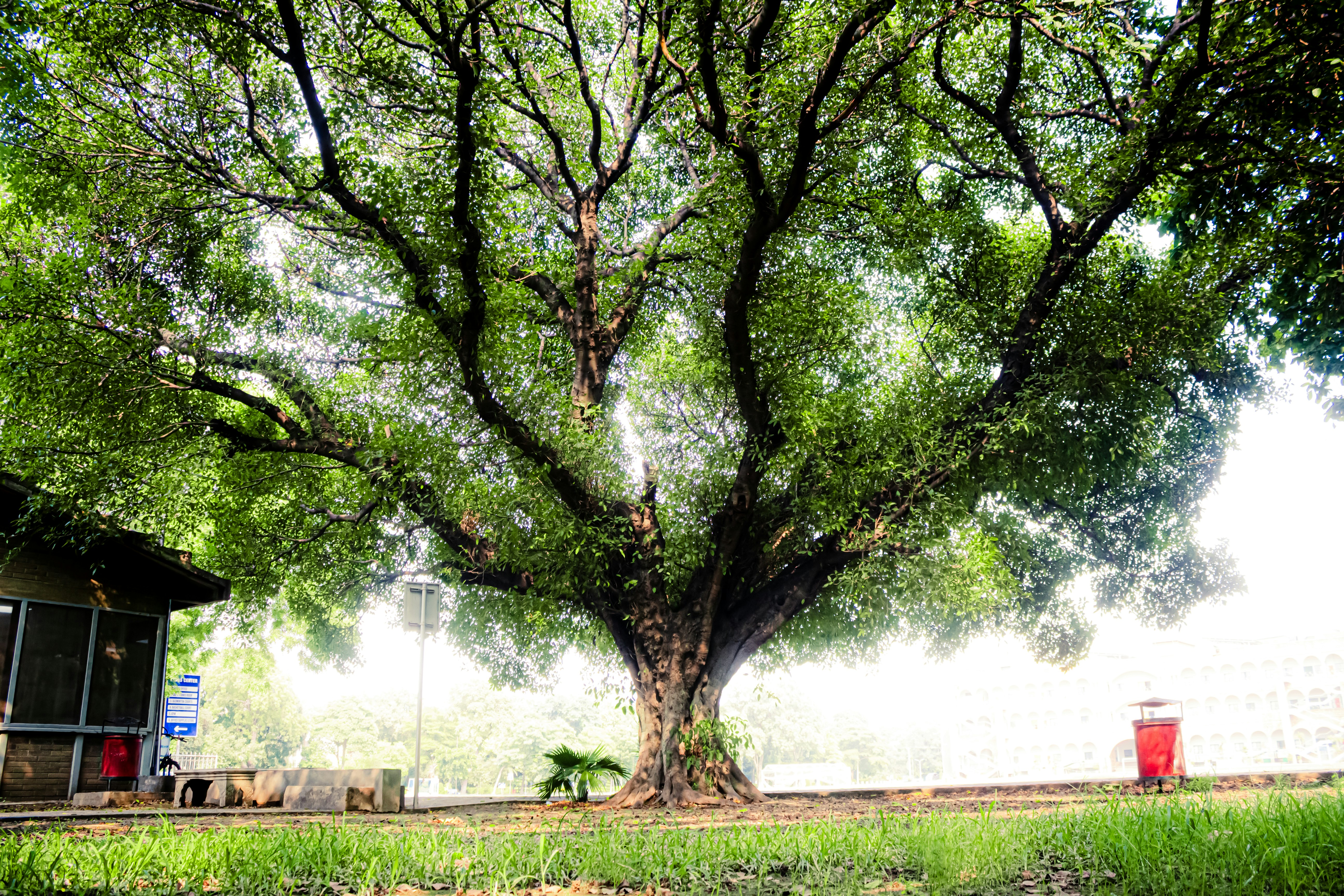 Centuries-Old Shade: A Mighty Tree Dominates a Quiet Park