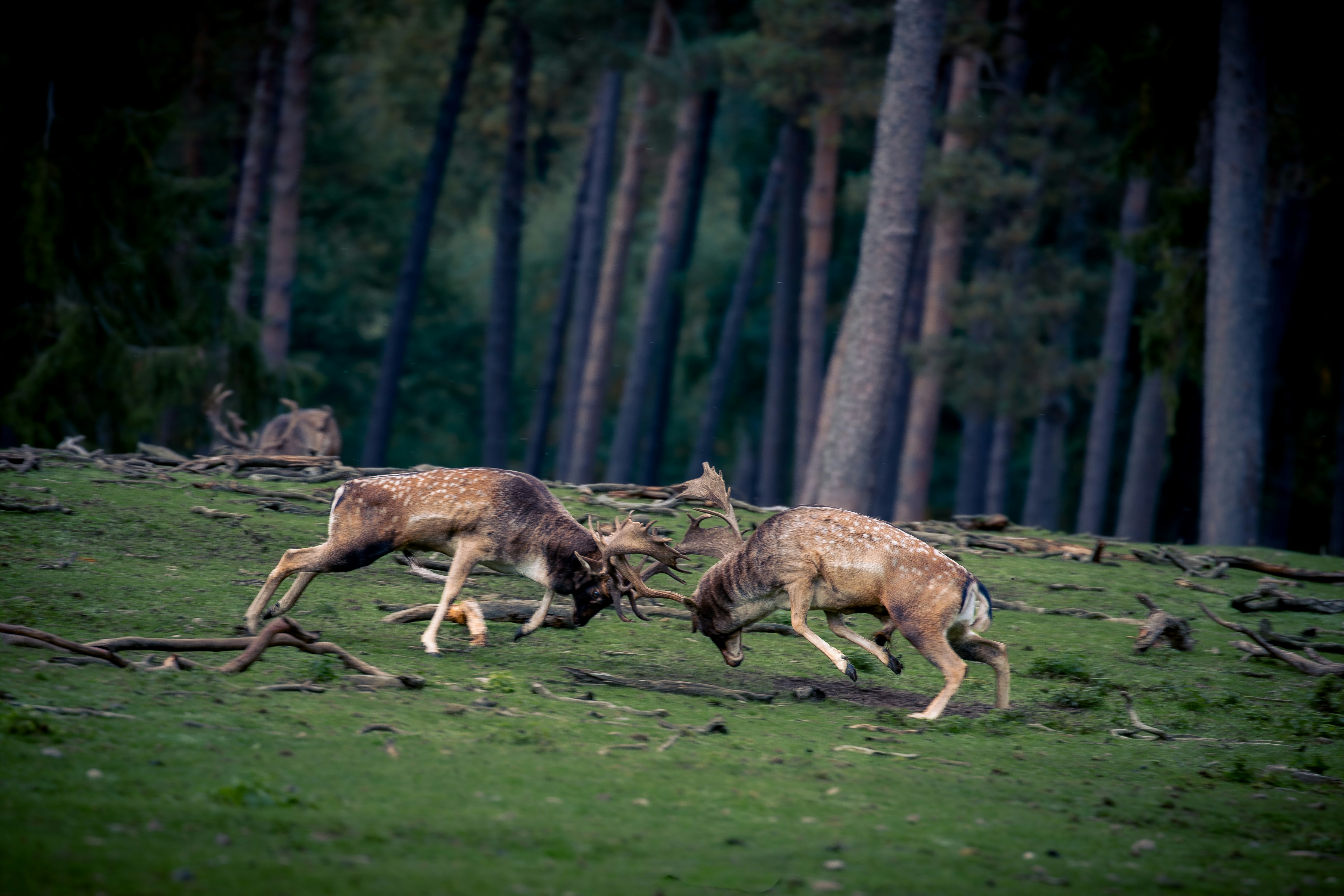 Two deer clash in a sunlit forest clearing, their antlers interlocked as they rear and push on a grassy slope.