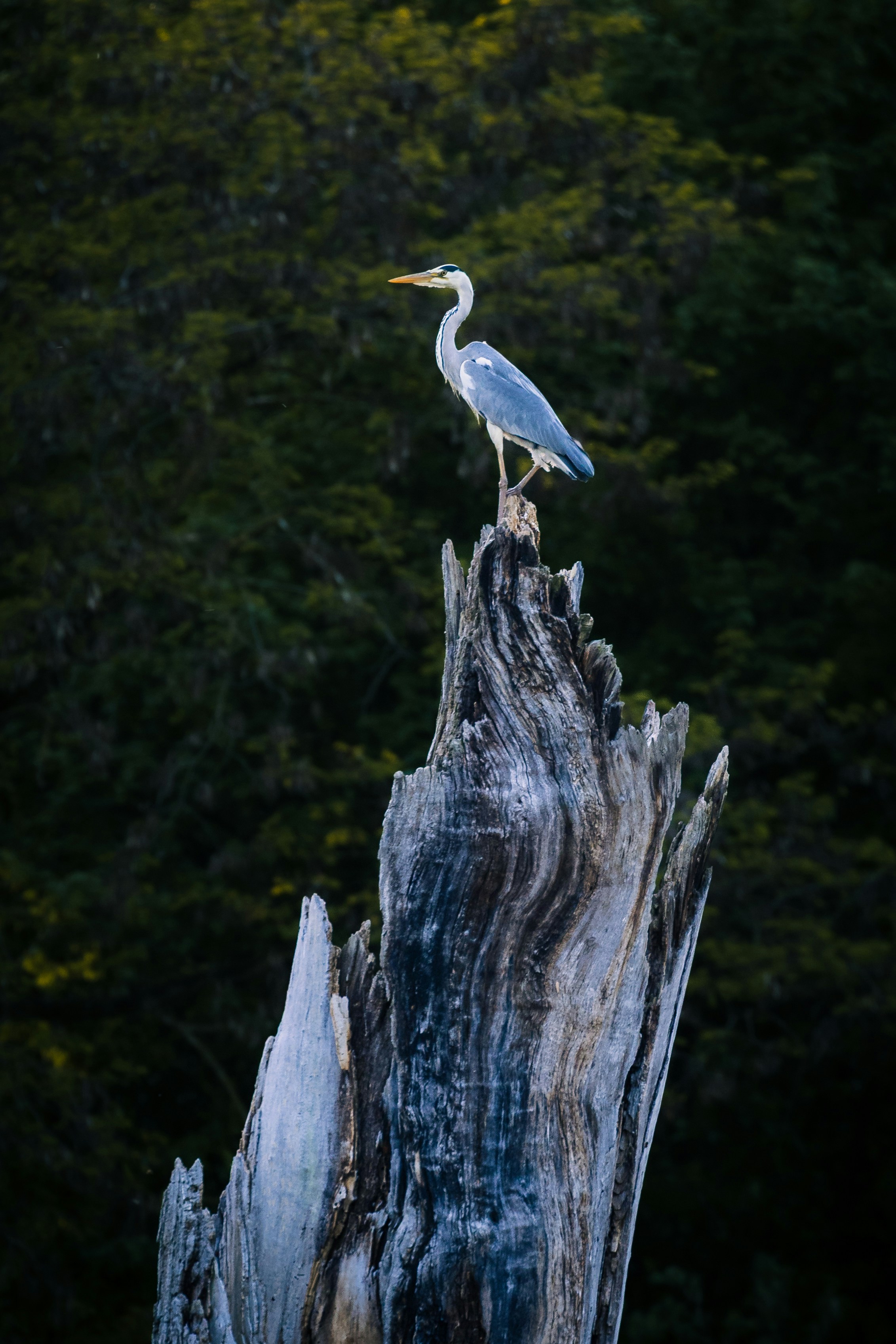 Perched on Weathered Sentinel