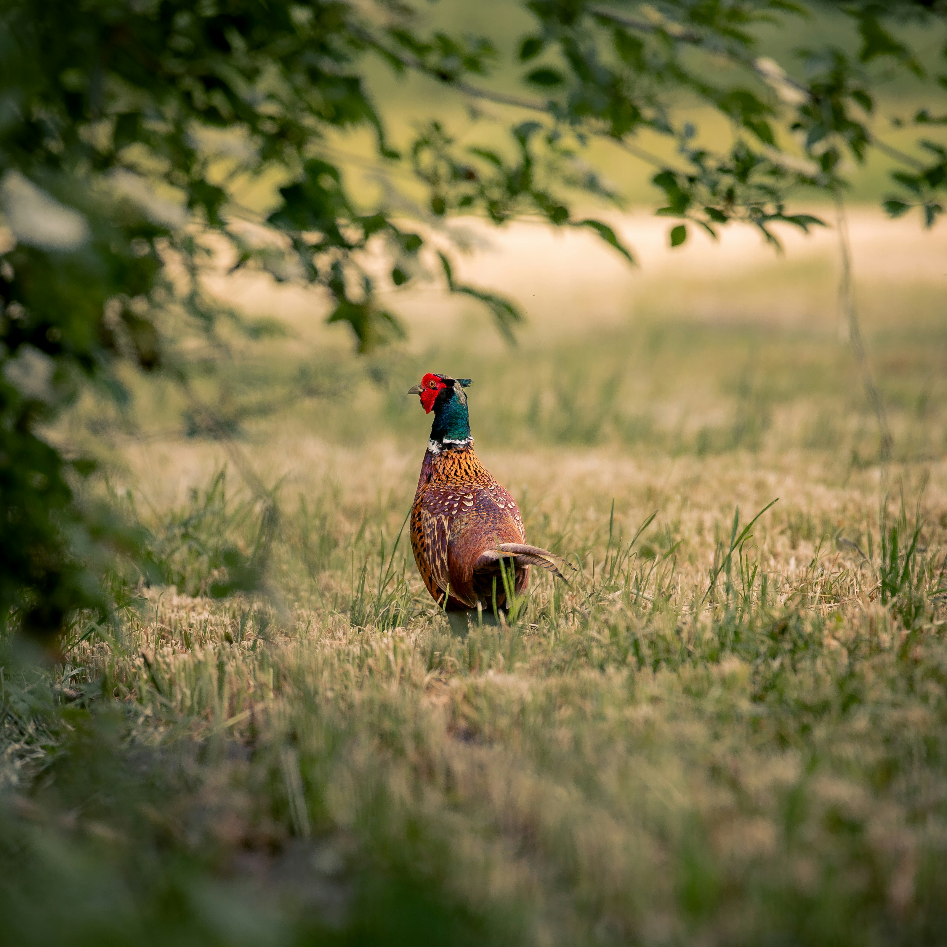 Red Grouse in a Quiet Meadow Frame
