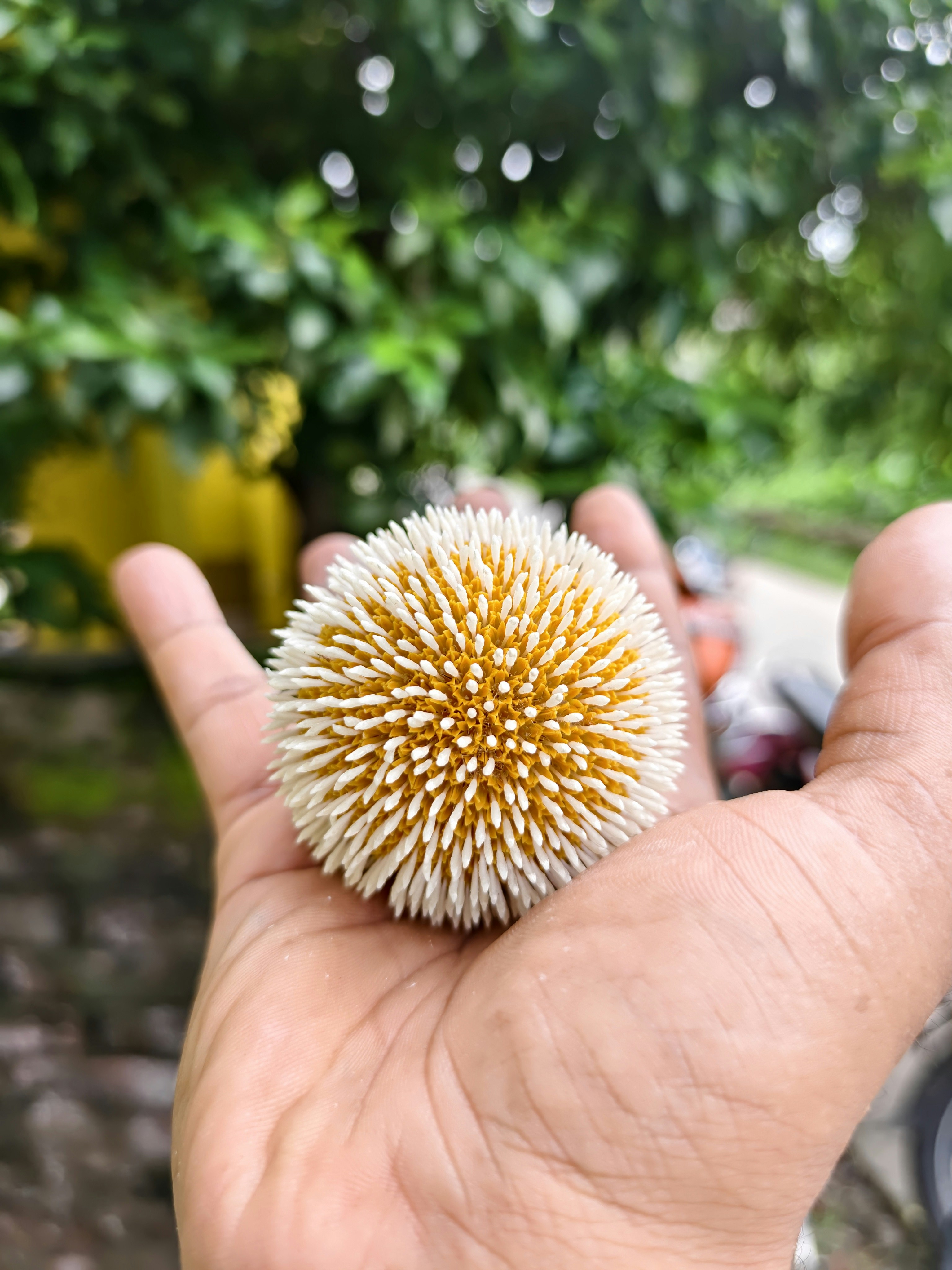 A tiny sphere of nature's perfection. 🌼 Capturing the delicate beauty of a blooming Kadam flower against a soft green backdrop. Nature always creates the finest art.