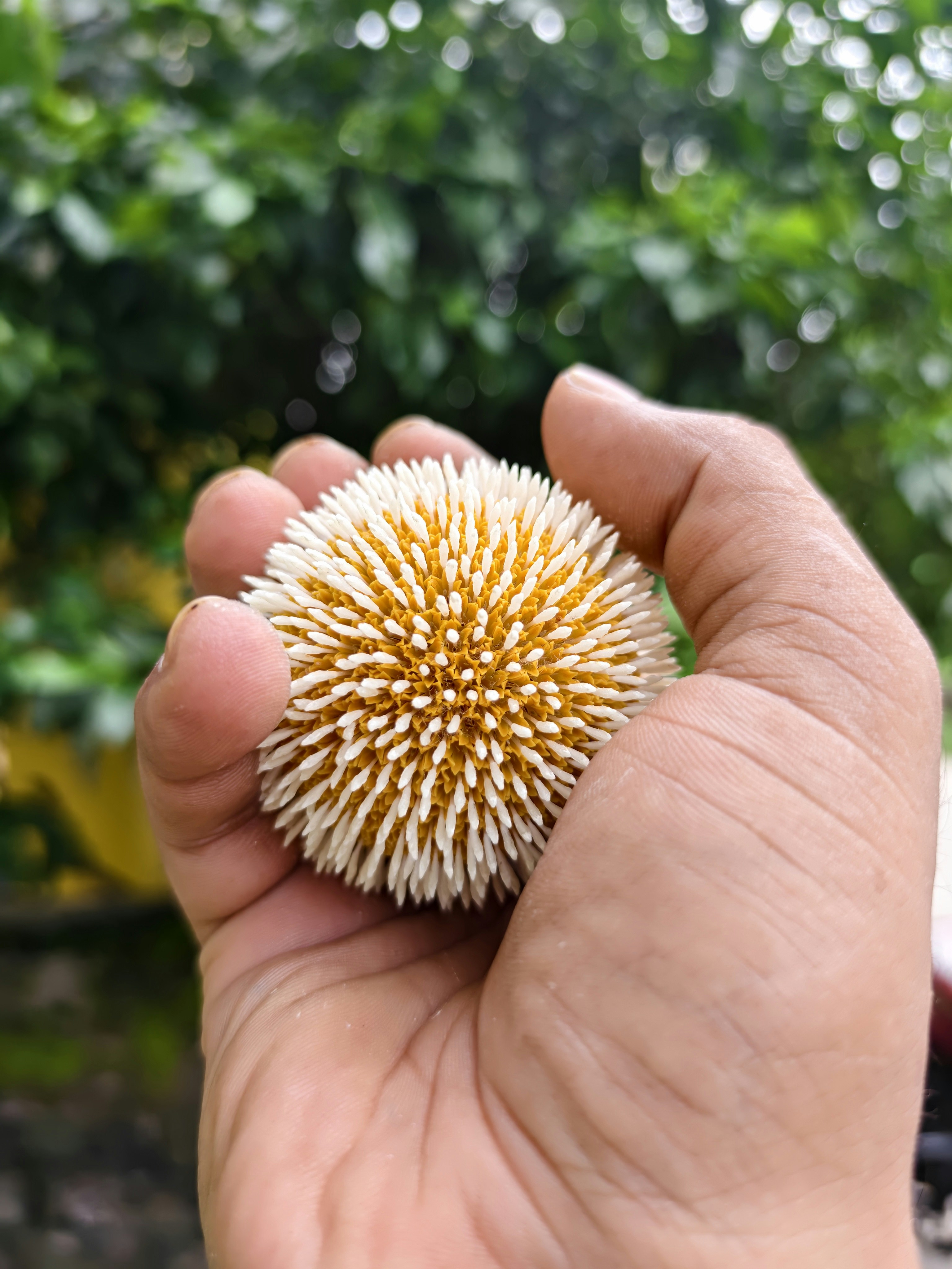 A tiny sphere of nature's perfection. 🌼 Capturing the delicate beauty of a blooming Kadam flower against a soft green backdrop. Nature always creates the finest art.