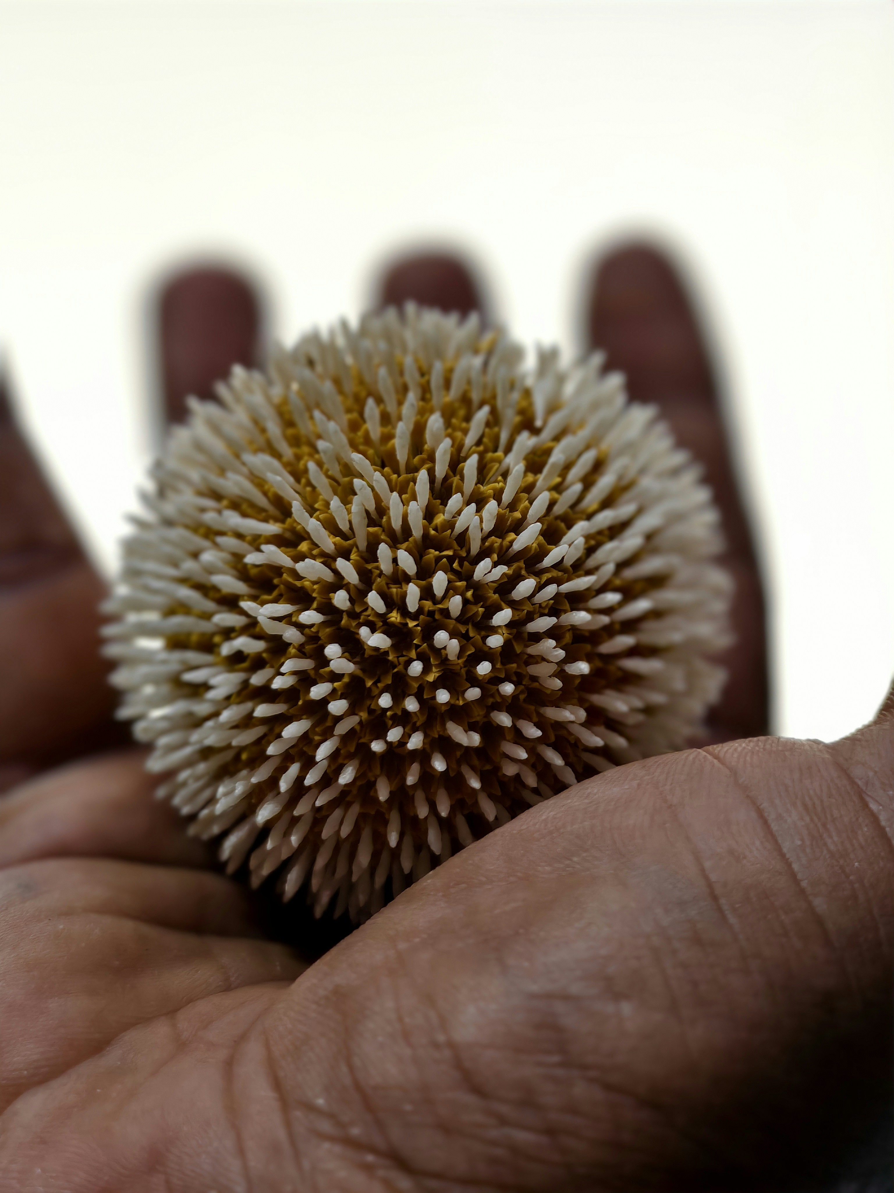 The intricate beauty of a Kadam flower, where every tiny bloom comes together to create nature's perfect sphere.
