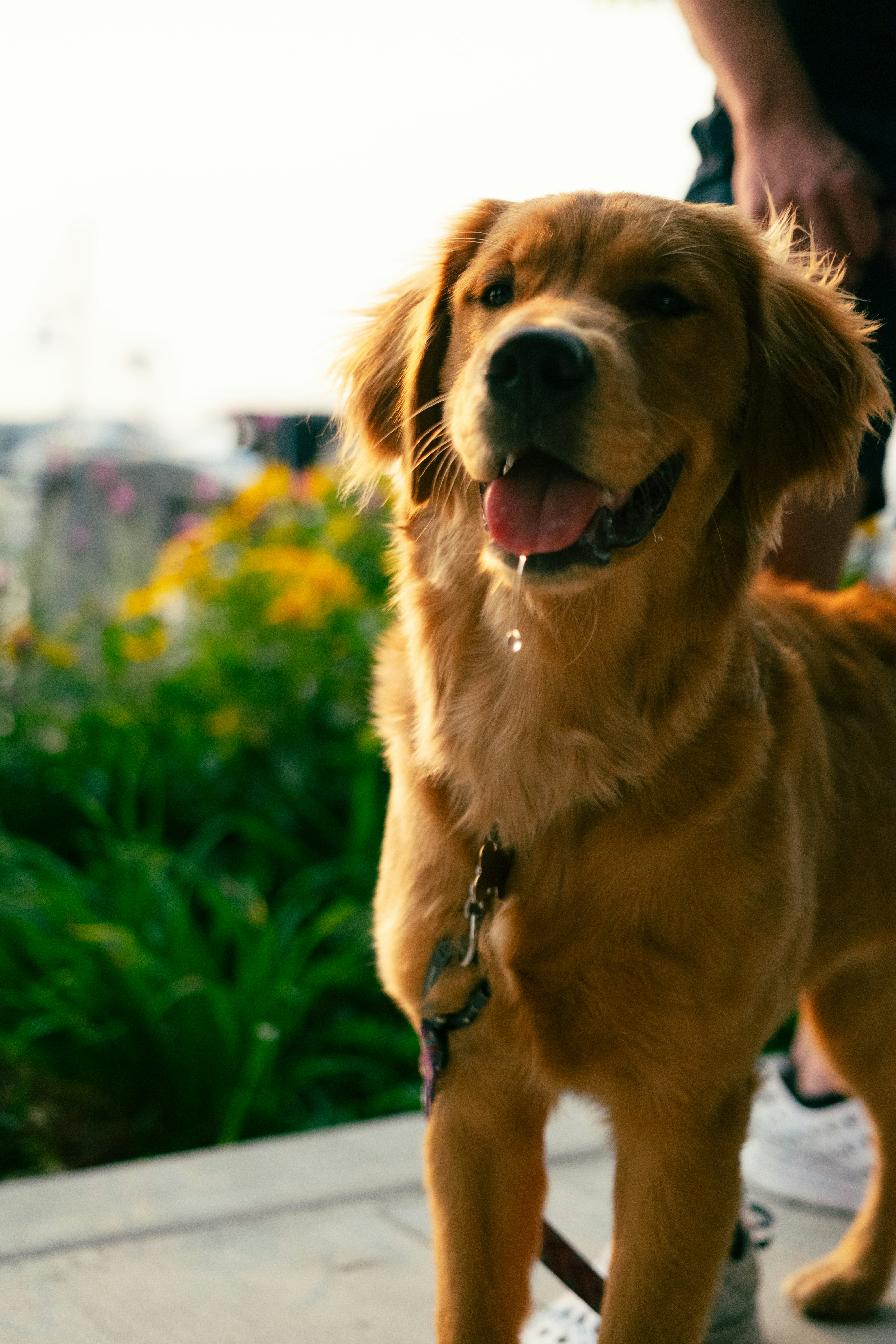 Golden Retriever in Bright Garden Light