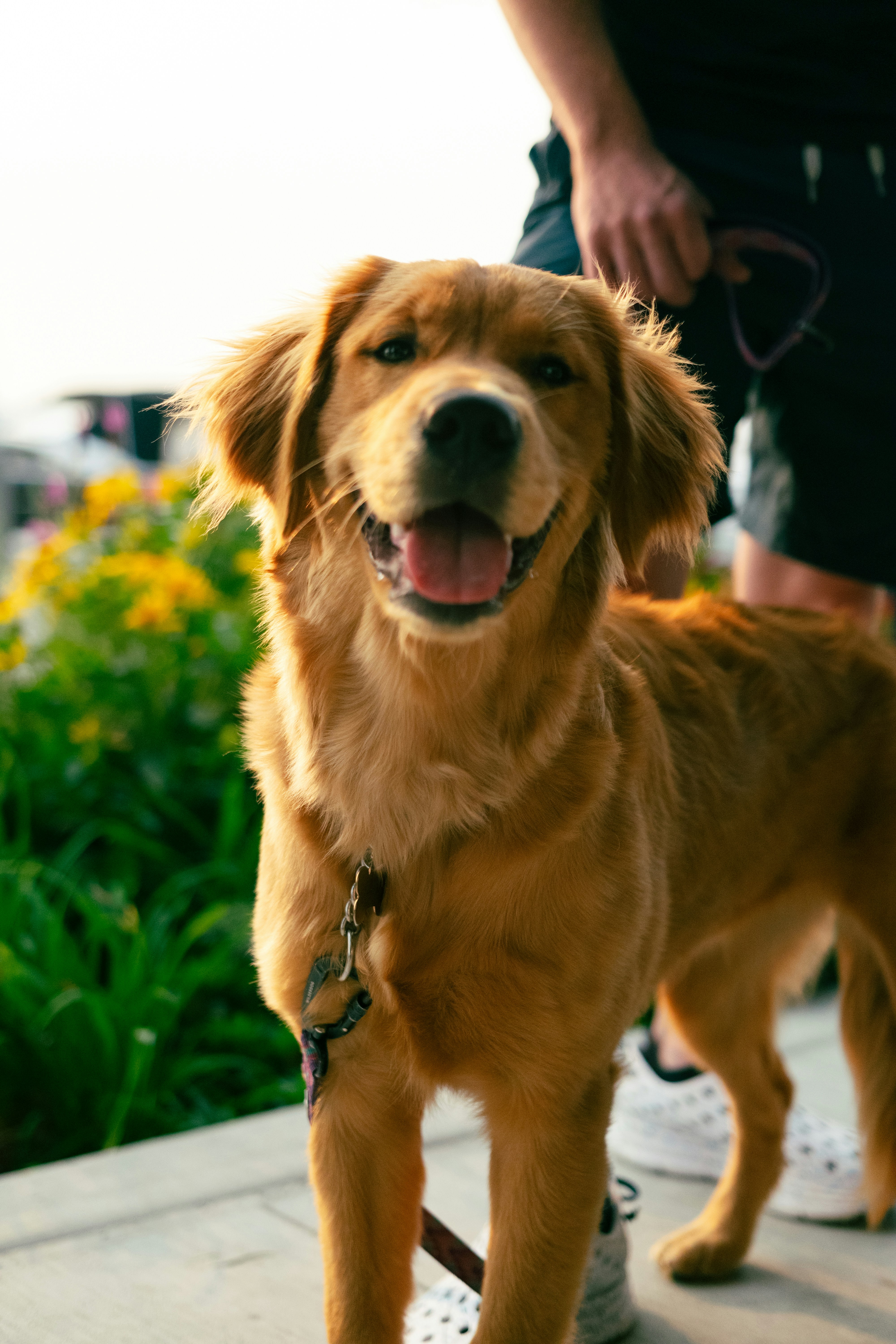 Sunny Golden Retriever Patrol: A Happy Walk with a Grinning Smile