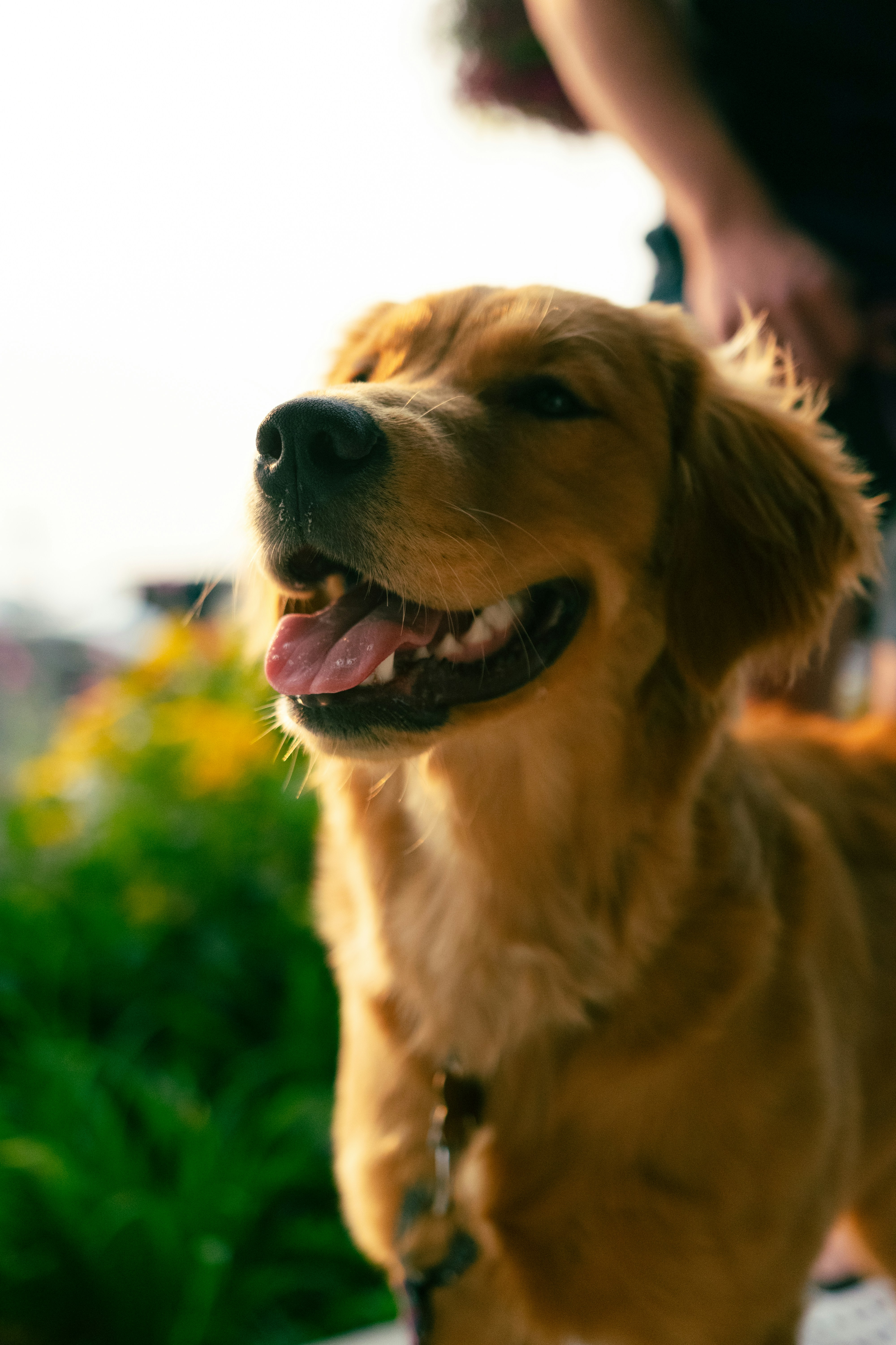 Joyful Golden Moment: A Golden Retriever in Sunlit Backyard