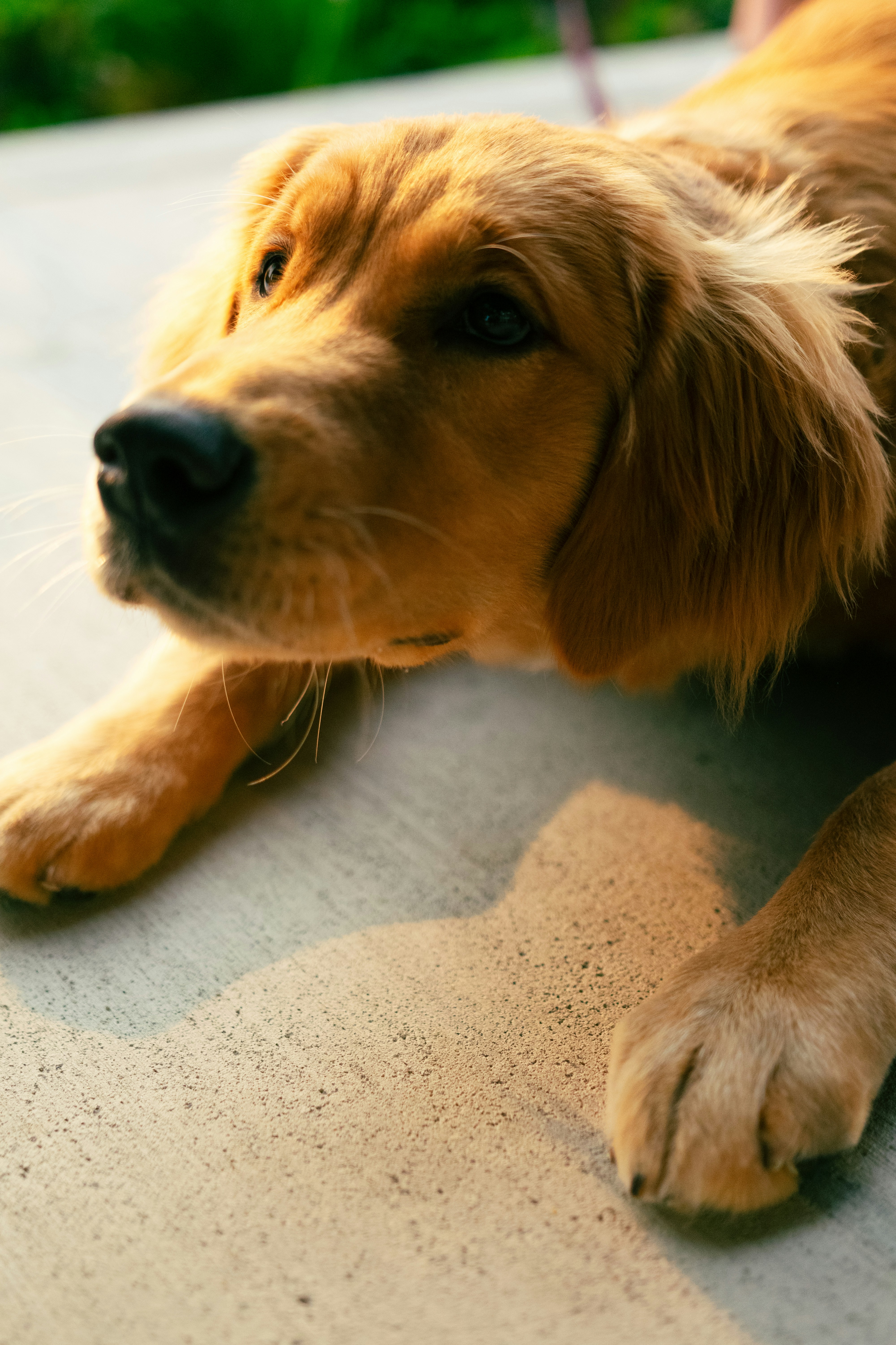 Curled in sunlight: a golden retriever at rest on a sunlit sidewalk